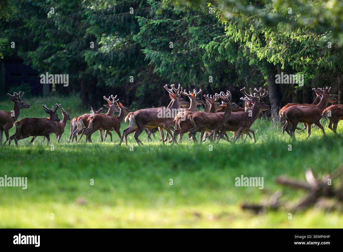Deer run through a forest of the Taunus region near Frankfurt, Germany ...