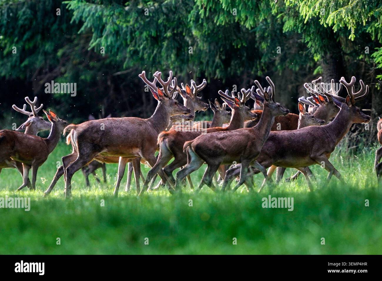Deer run through a forest of the Taunus region near Frankfurt, Germany ...