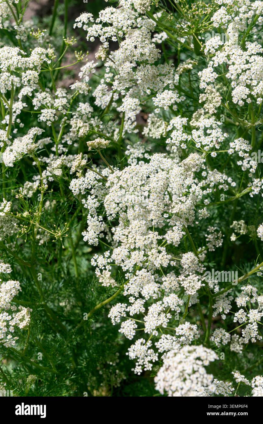 Plants and gardening Caraway Carum carvi, meridian fennel plant ...