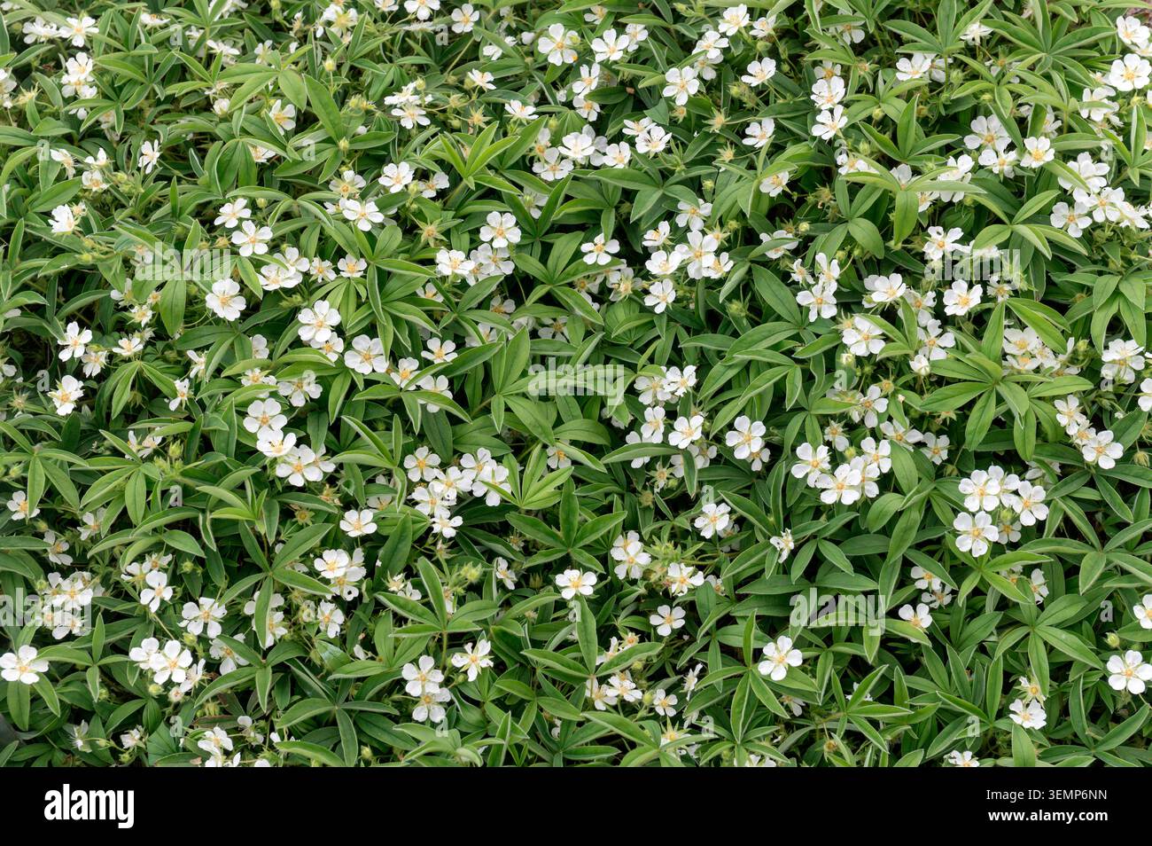 Plants and gardening Potentilla alba plant portrait, may, spring ...