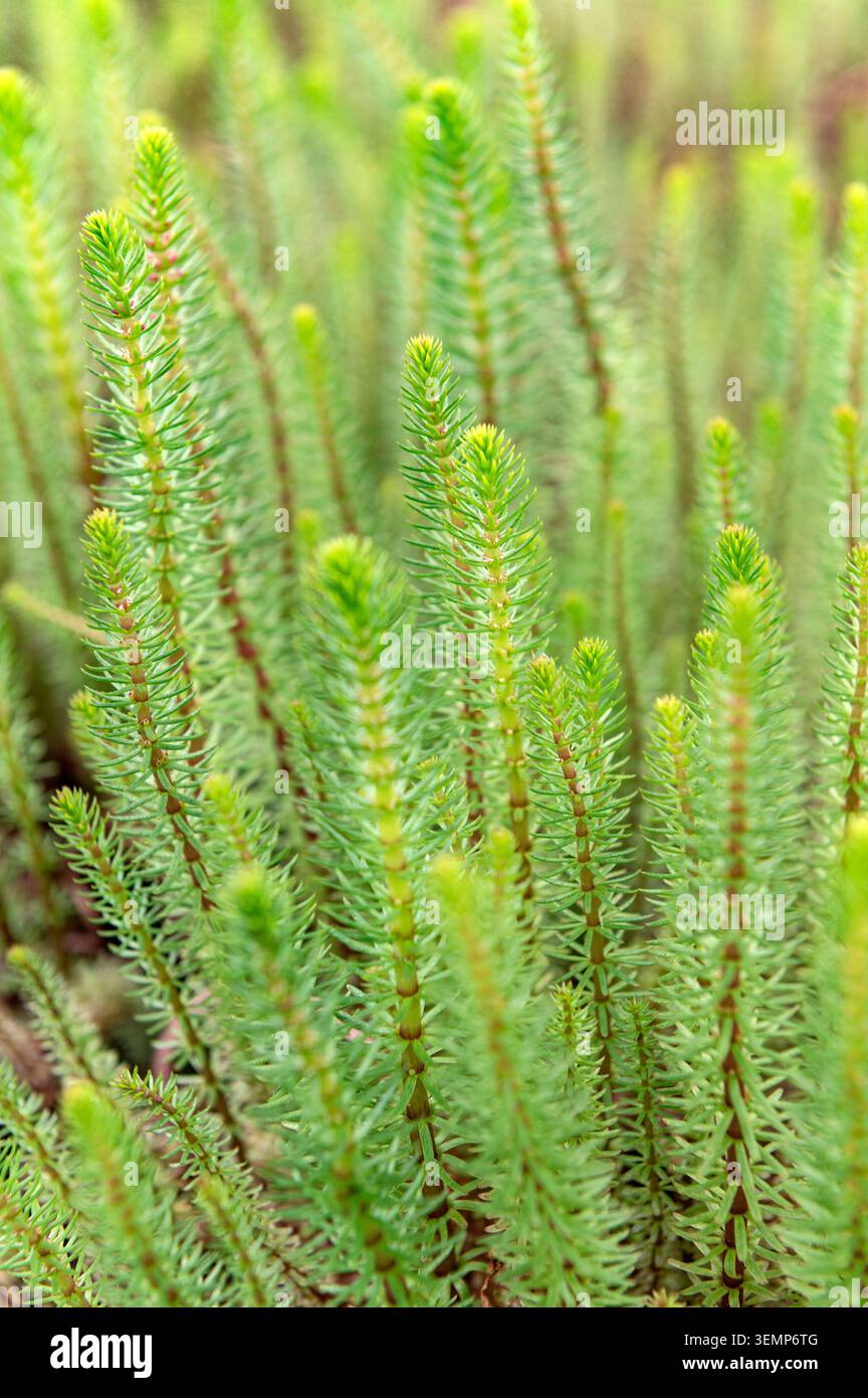 Plants and gardening Hippuris vulgaris, mare s-tail common mare s-tail ...