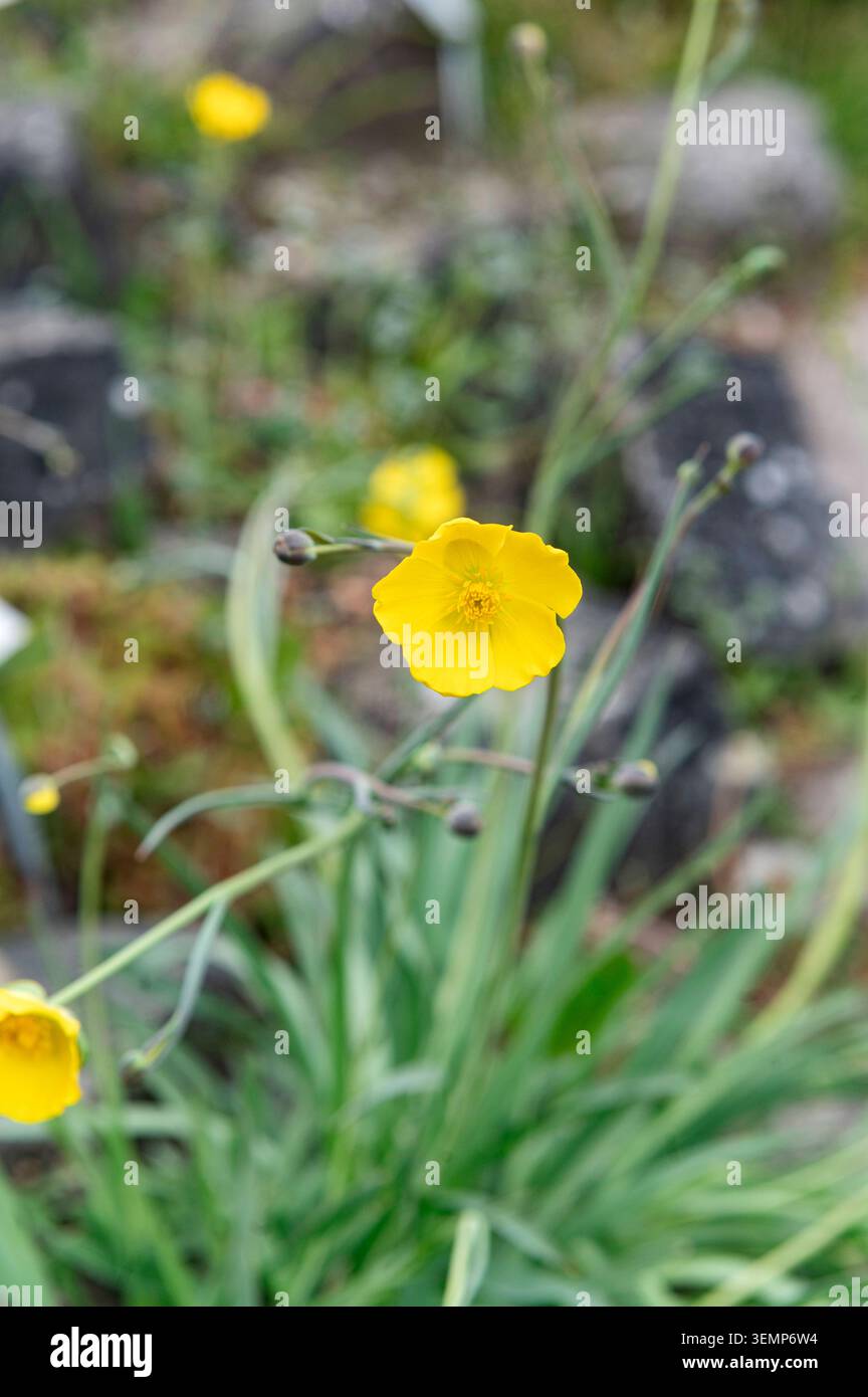 Plants and gardening Ranunculus gramineus, grass-leaved buttercup plant ...