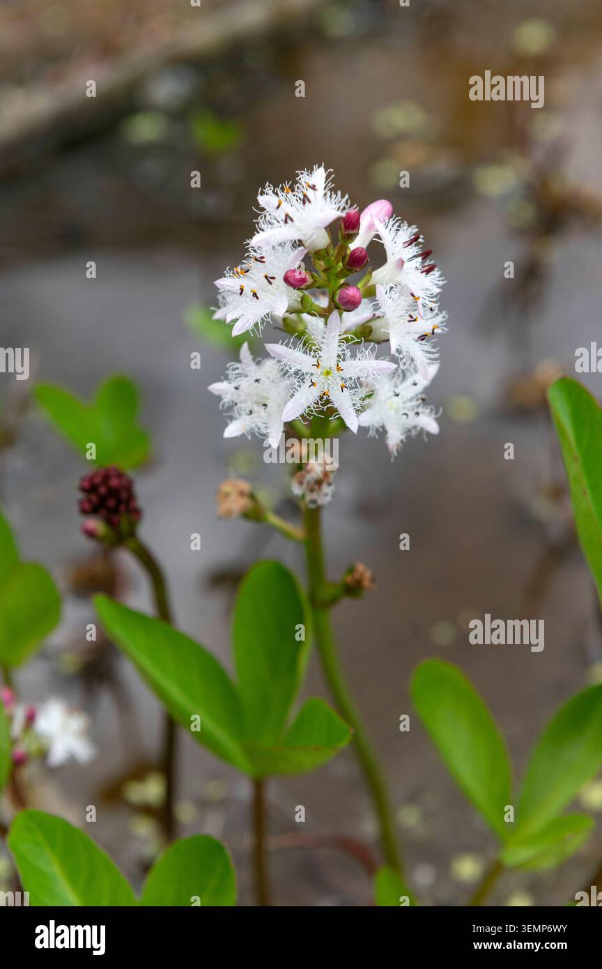 Plants and gardening Menyanthes trifoliata. Bogbean, marsh trefoil ...