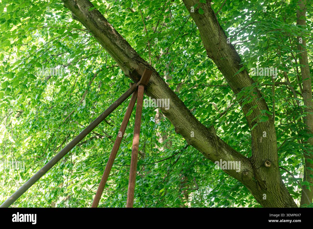 Tree supports. struts, struts, supporting, heaving, branch, trunk, load ...