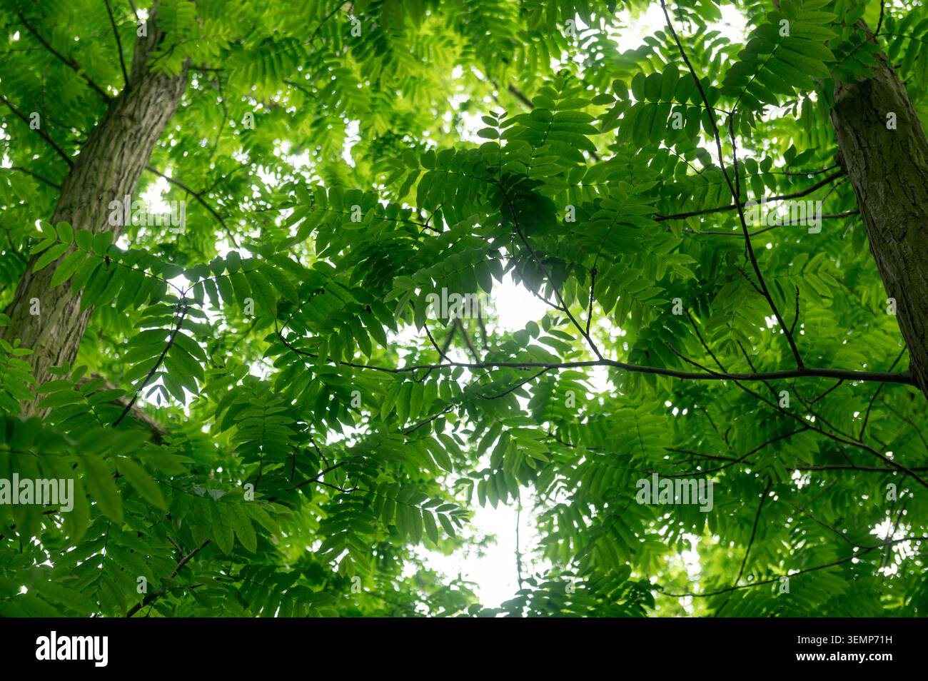 Plants and gardening Pterocarya fraxinifolia, Caucasian wingnut or ...