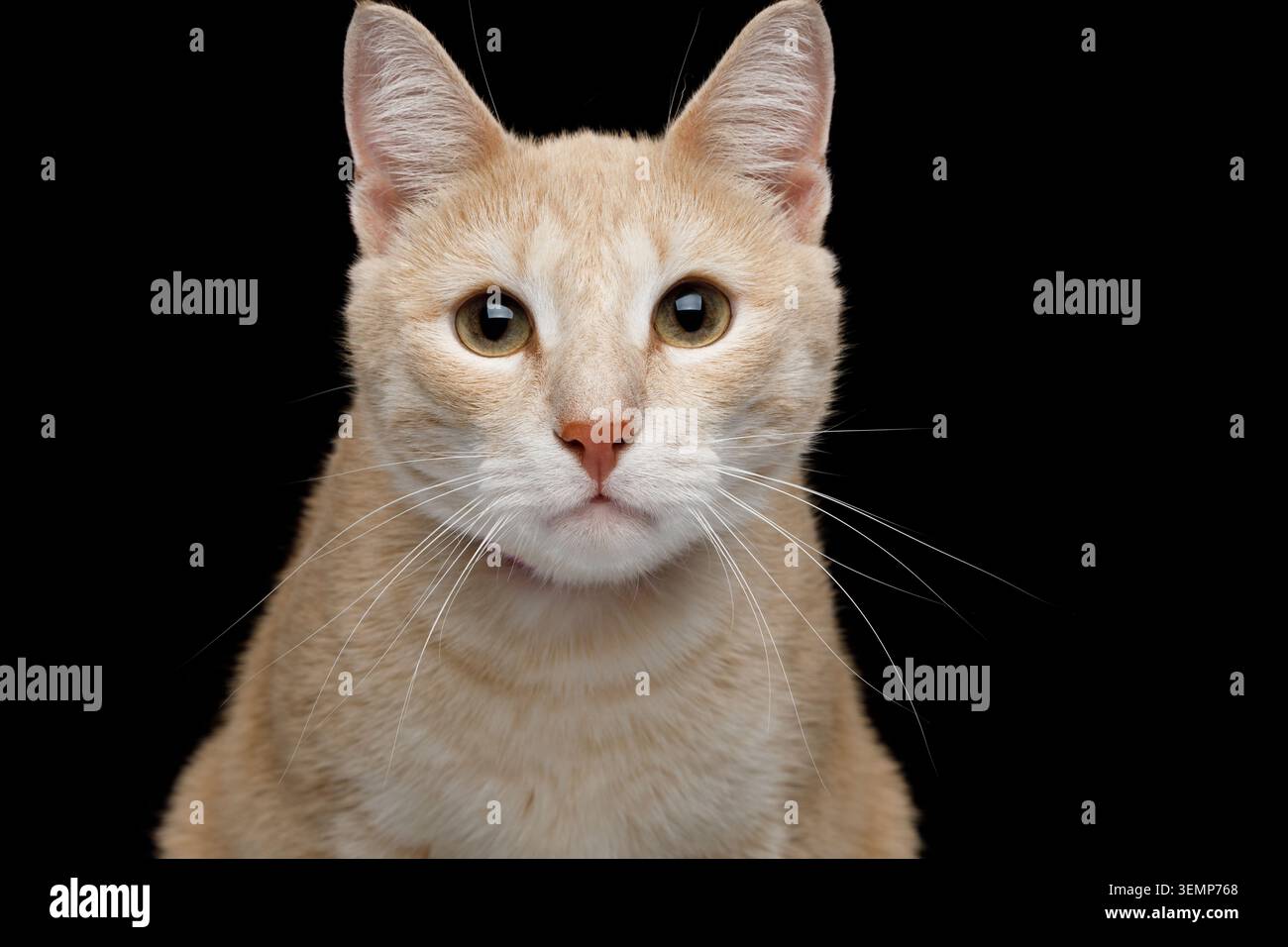 Orange tabby cat close-up portrait looking straight at camera with pink ...