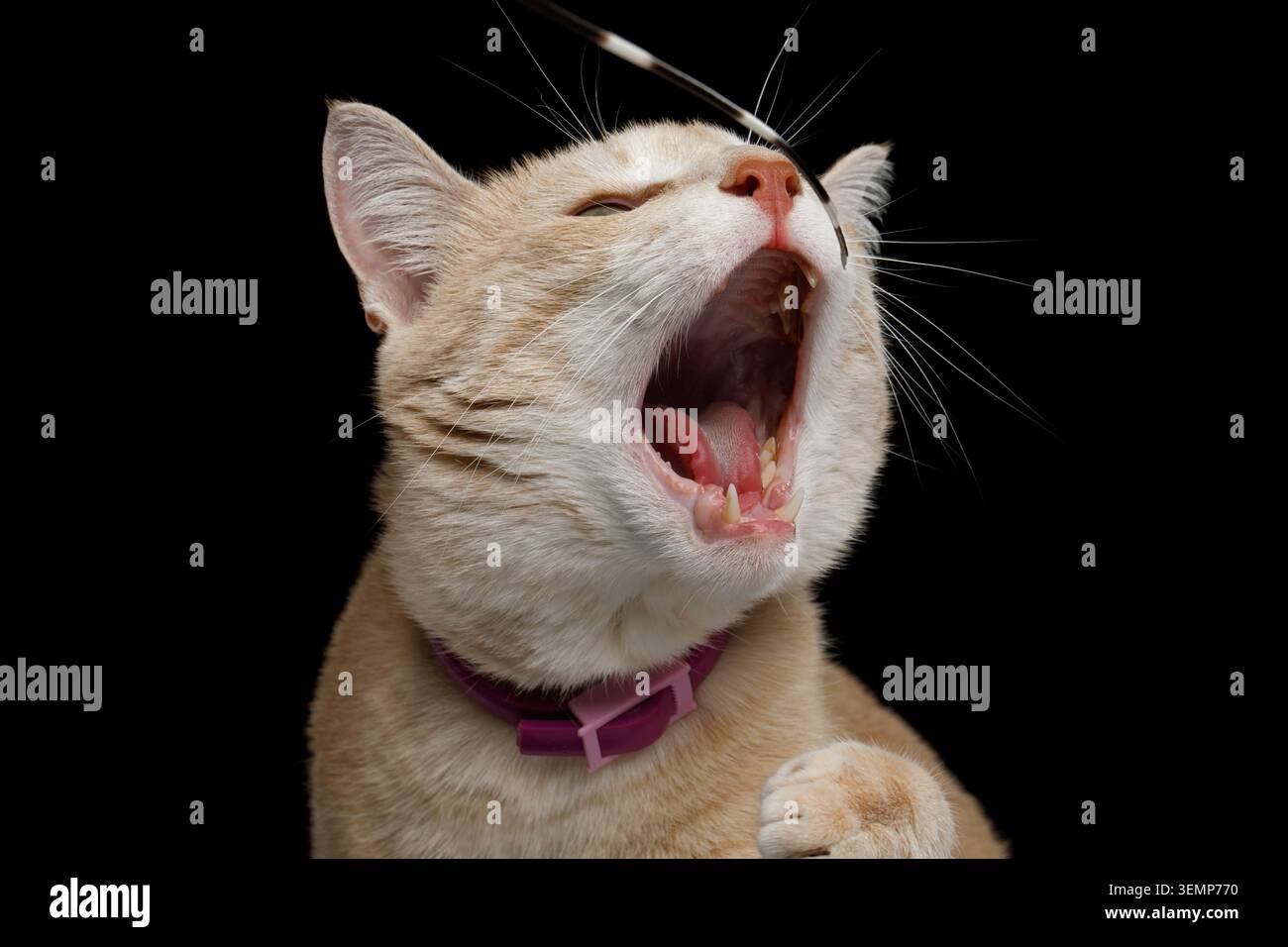 Orange tabby cat yawning wide with open mouth and teeth visible and ...