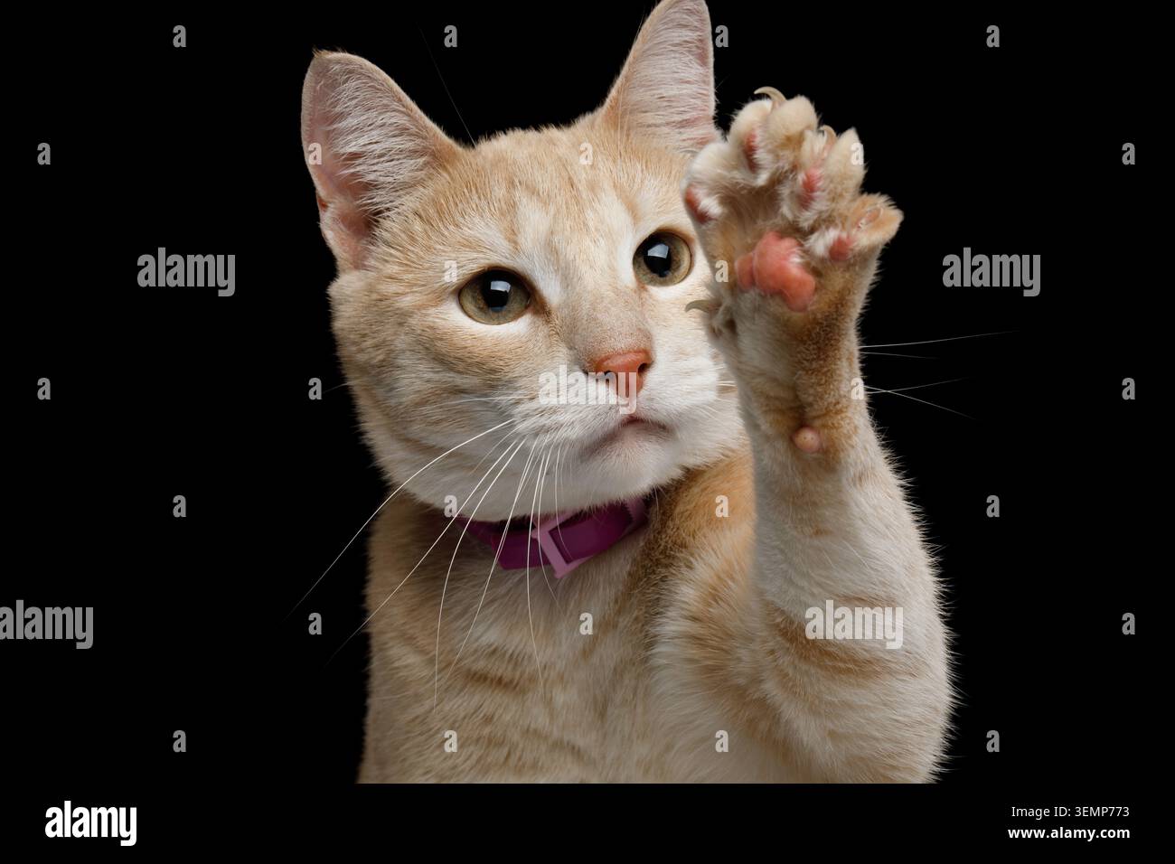 Orange tabby cat raising front paw with pink flea collar on black ...