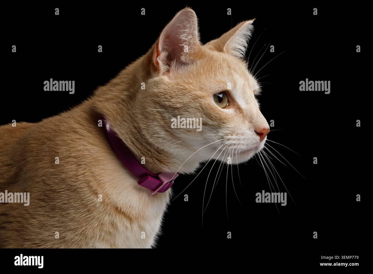 Orange tabby cat portrait with pink flea collar looking at camera on ...