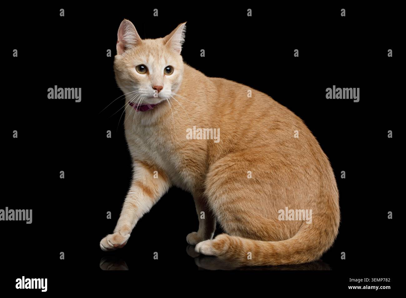Orange tabby cat sitting in three quarter view with pink flea collar on ...