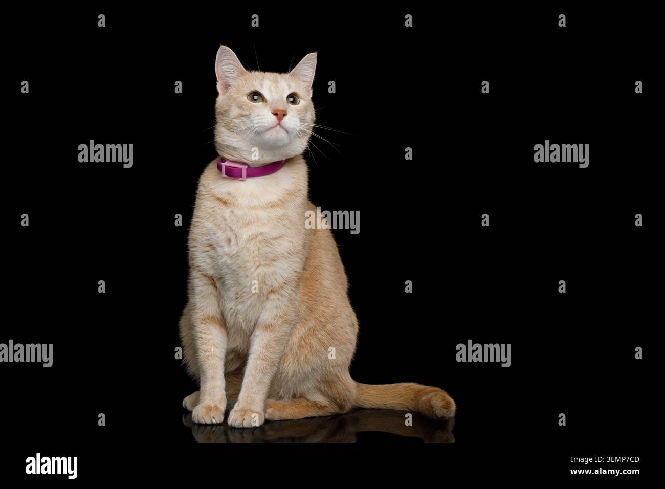Orange tabby cat sitting upright with pink flea collar looking at ...