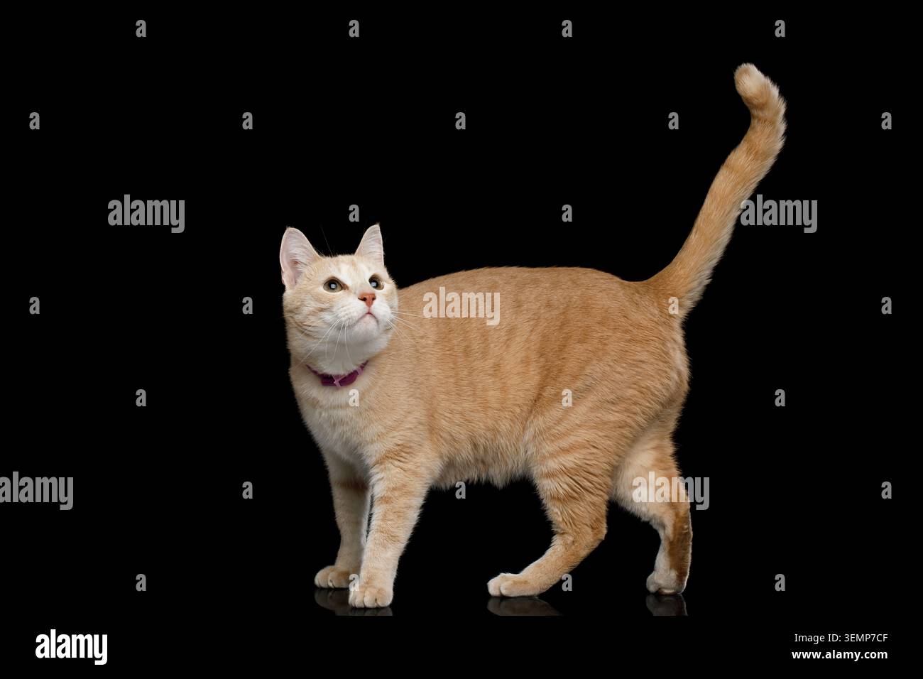 Orange tabby cat standing with tail raised high and pink flea collar on ...