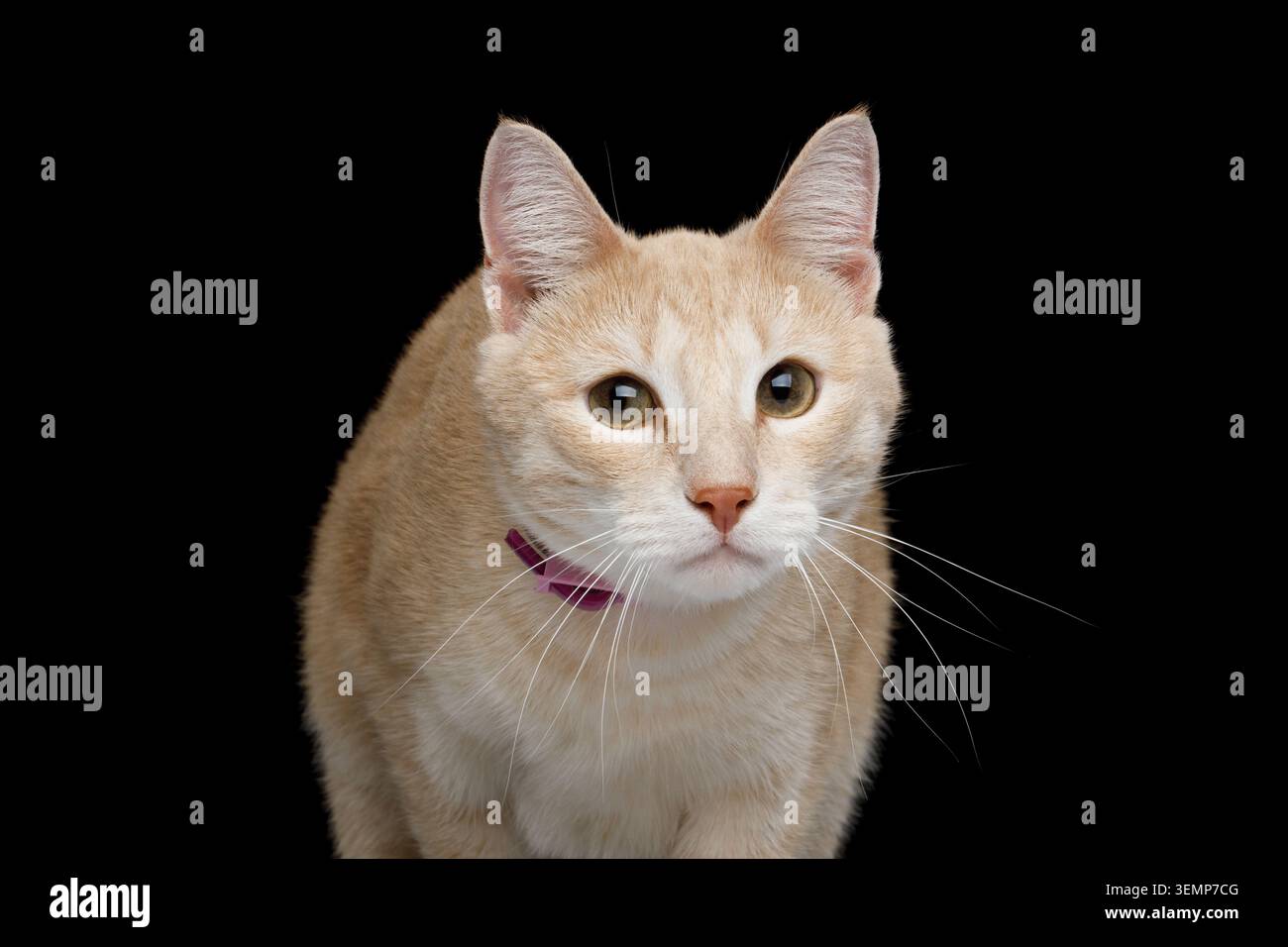 Orange tabby cat frontal close-up portrait with pink flea collar ...
