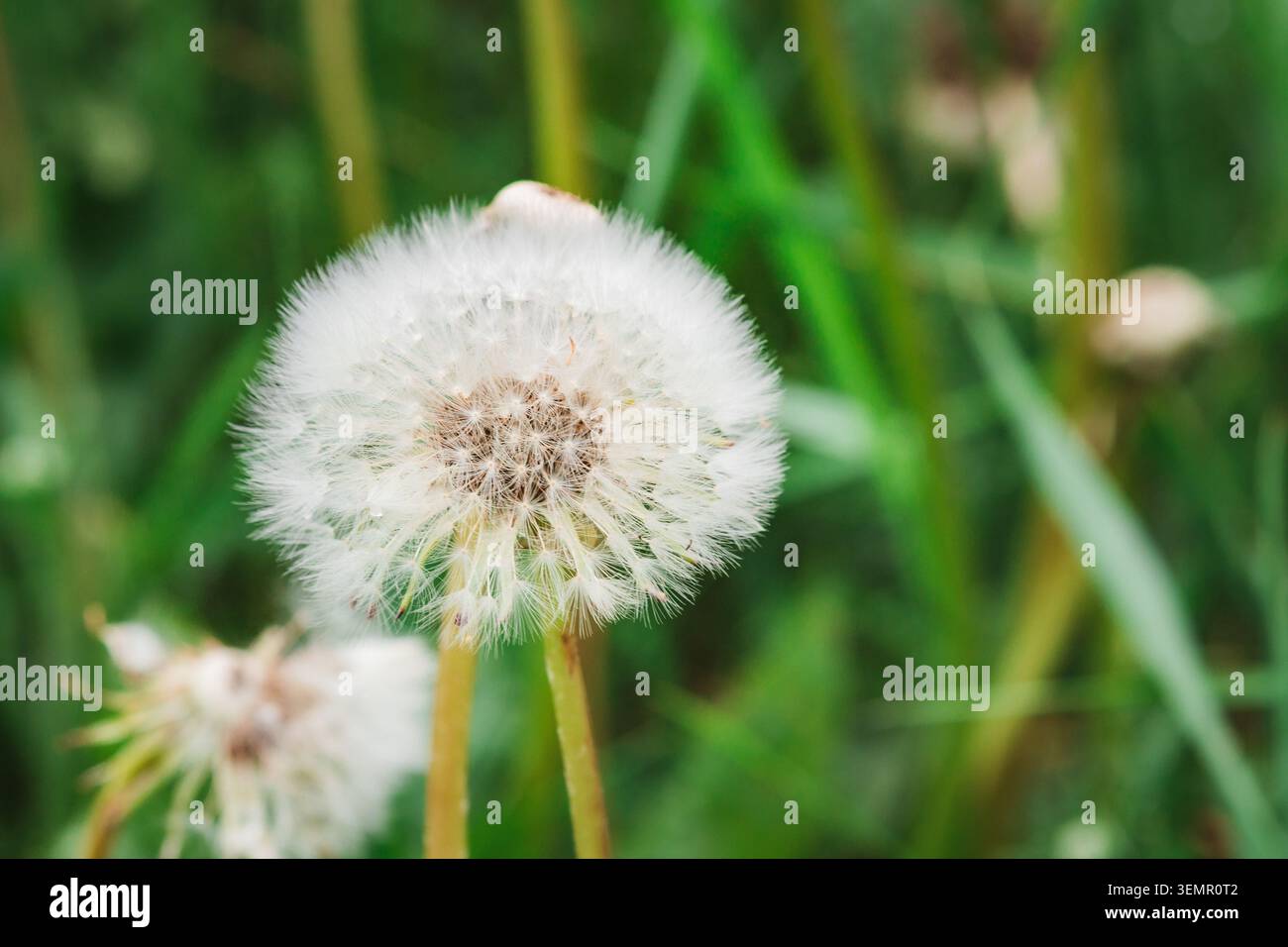 dandelion among green grass in summer, Stock Photo Stock Photo - Alamy