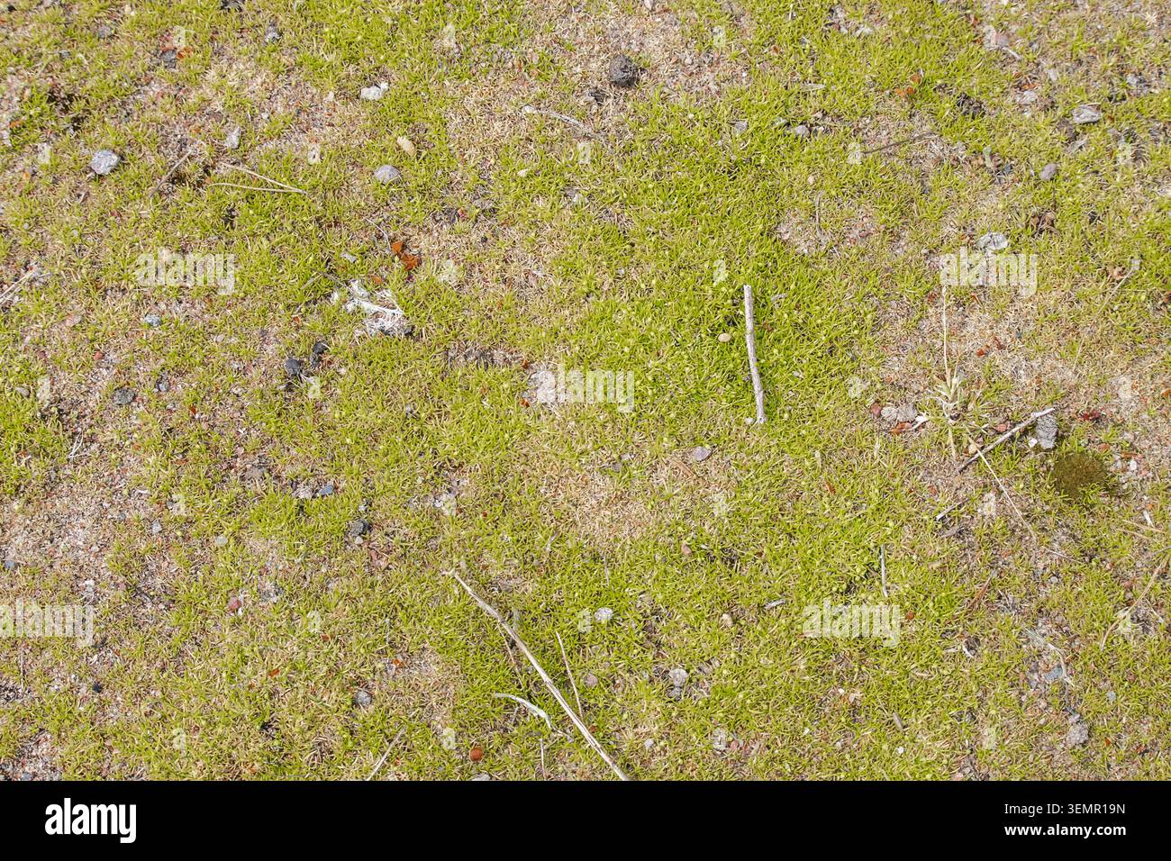 The grass is colorful with the ground, showing off a well-kept open ...