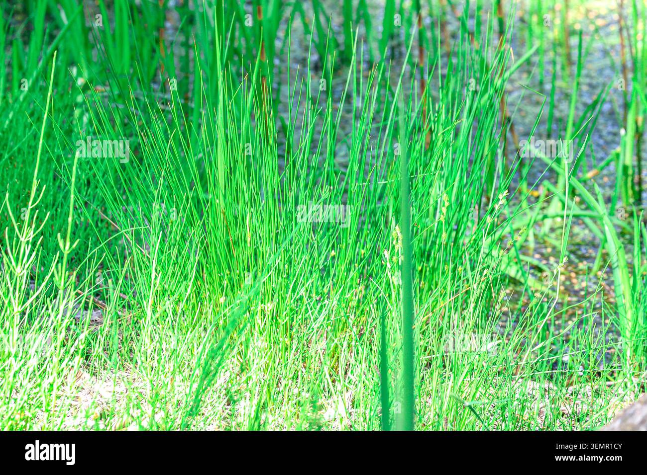 Very green and beautiful grass. Can be used as texture Stock Photo - Alamy