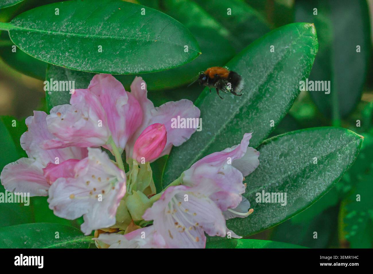 Vibrant purple rhododendron flower in full bloom with detailed petals ...