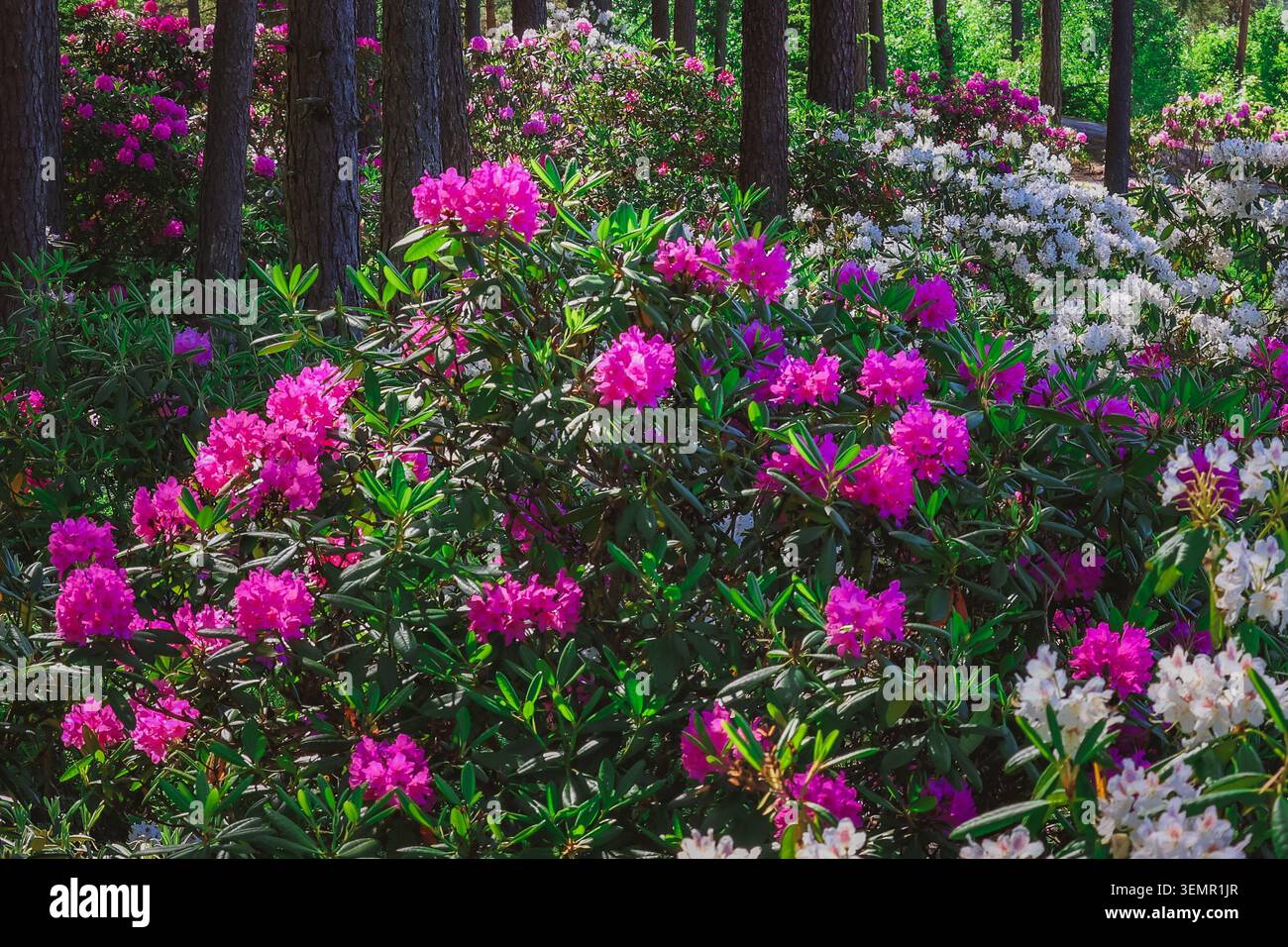 Vibrant purple rhododendron flower in full bloom with detailed petals ...