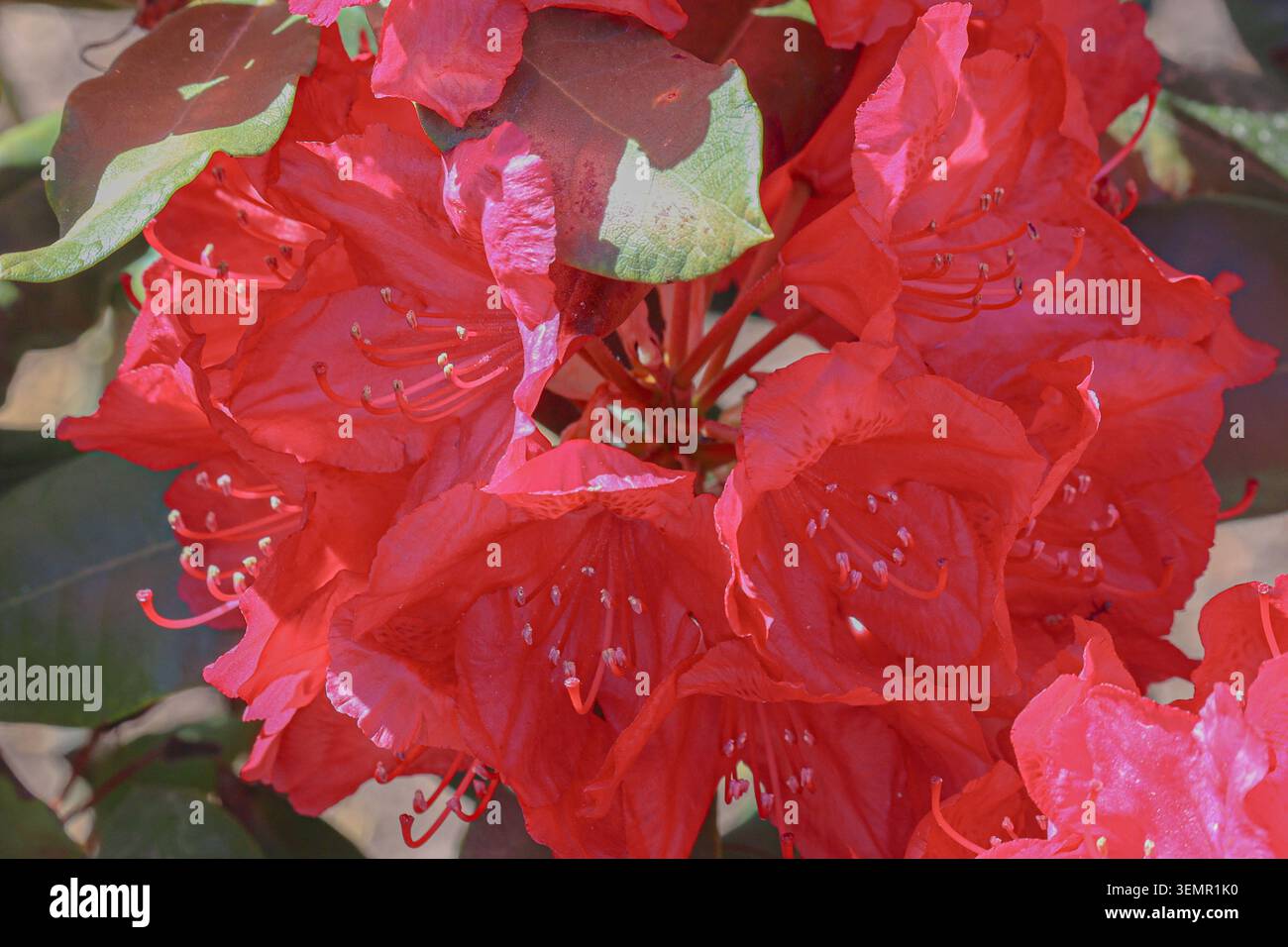 Vibrant Red Rhododendron Flowers Blooming in Spring Sunlight. Stock ...