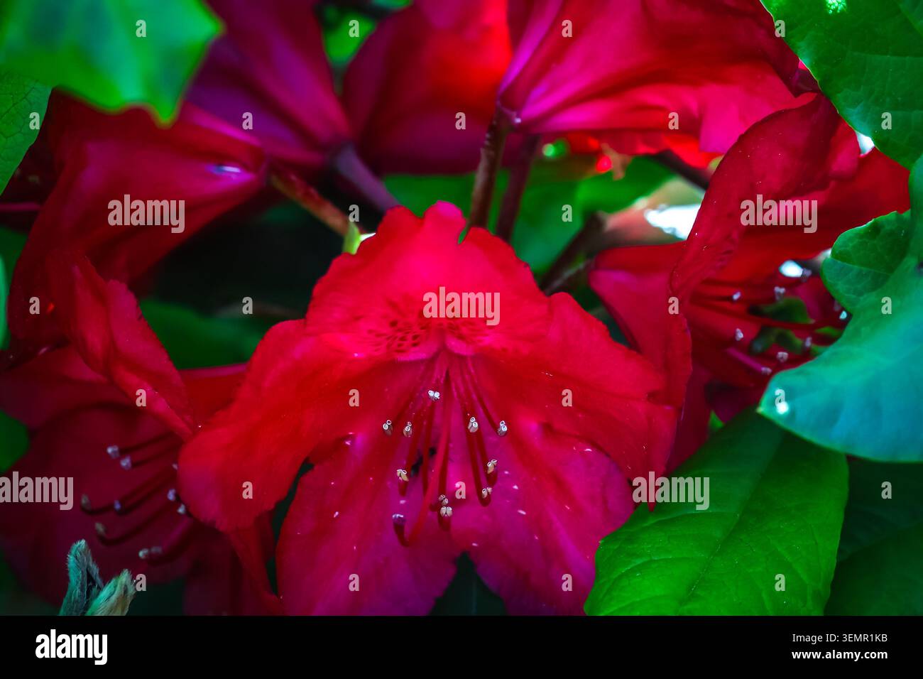 Vibrant Red Rhododendron Flowers Blooming in Spring Sunlight. Stock ...