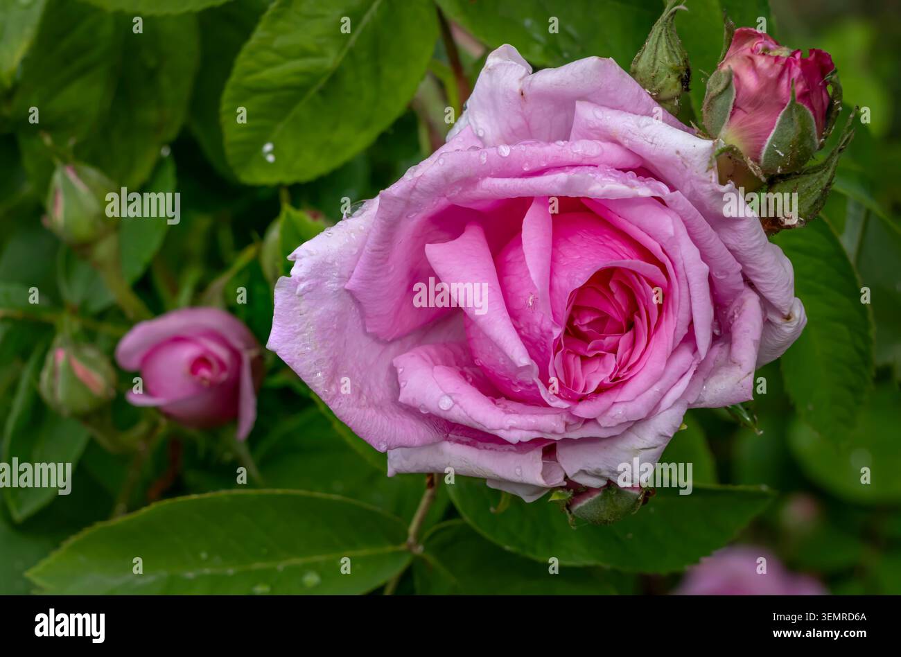 Rose garden of Champagne. Close up shot of a colorful Madame Boll Rose ...