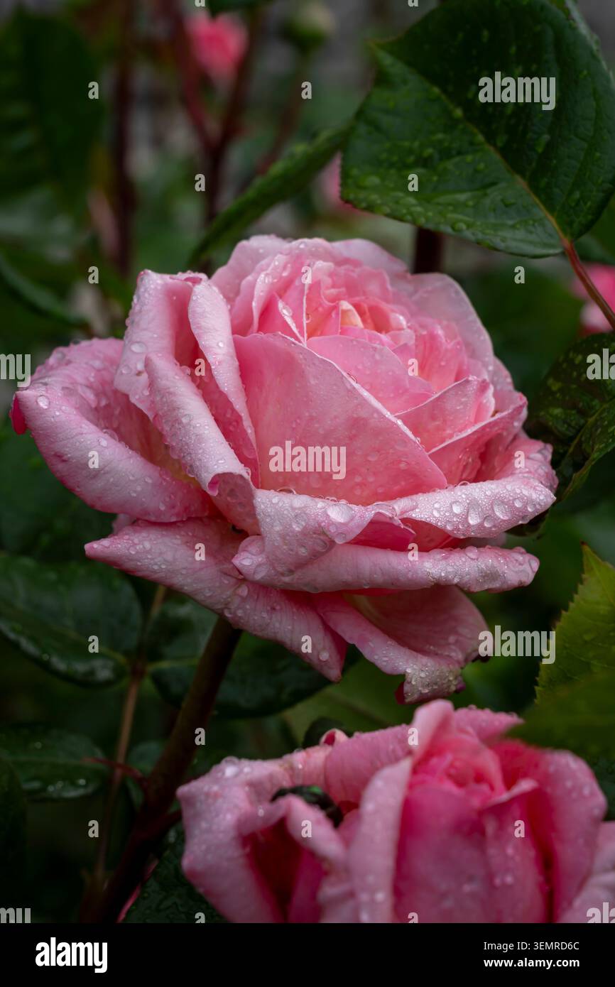 Rose garden of Champagne. Close up shot of a colorful Jean De La ...