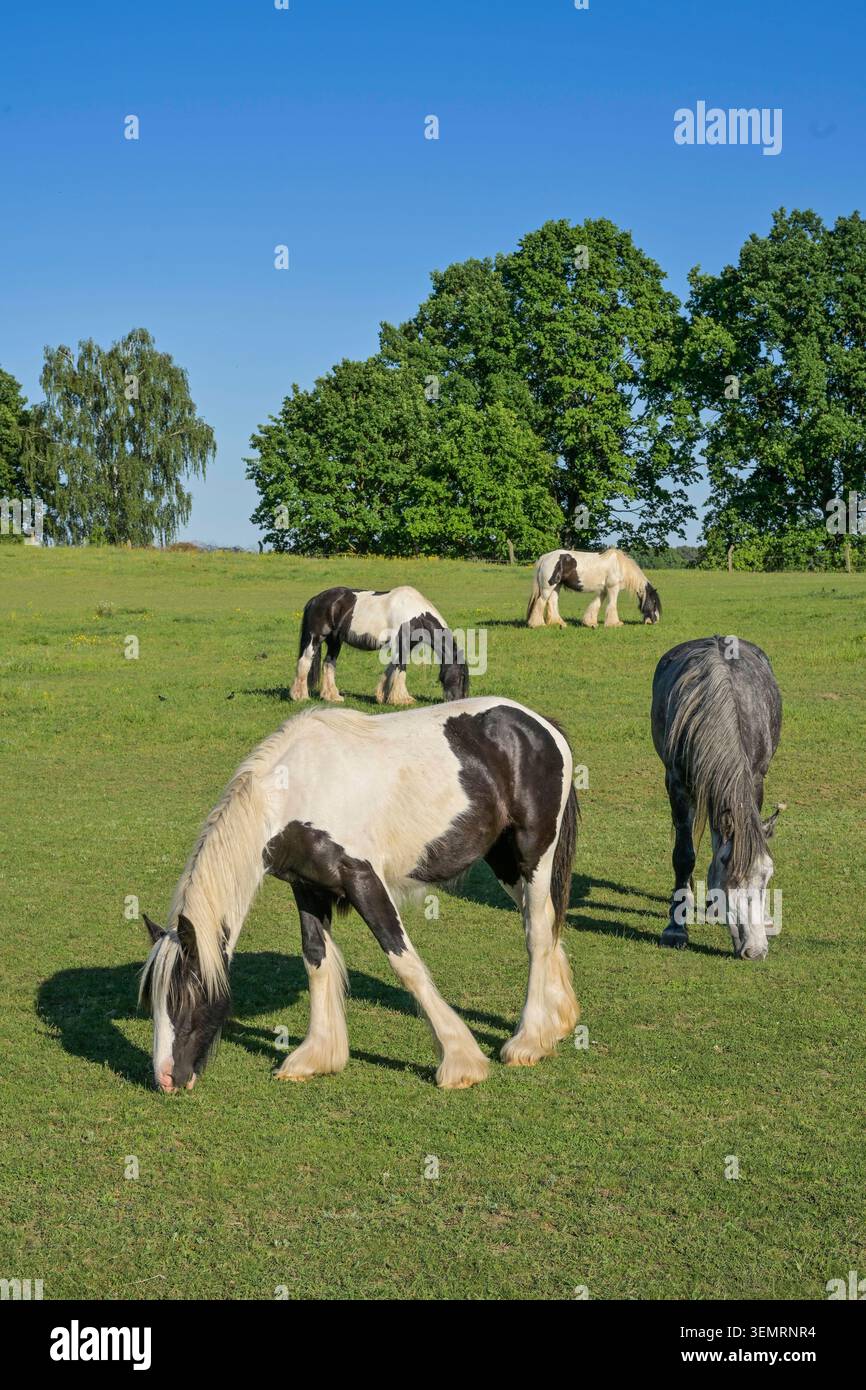 Pferde auf Weide nahe Templin, Landkreis Uckermark, Brandenburg ...