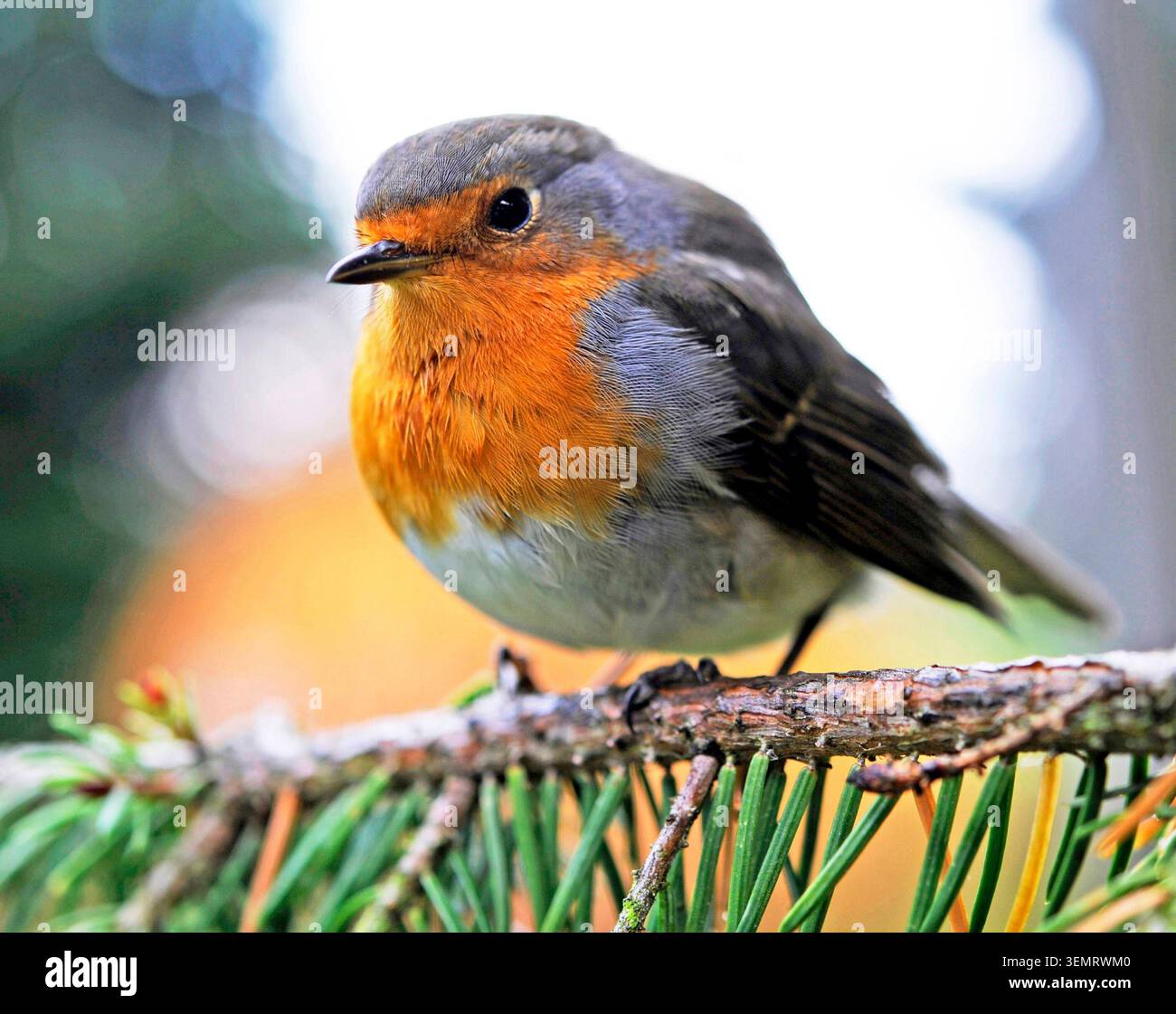 Rotkehlchen sitzt in einer Omorikafichte im Garten Rotkehlchen ...