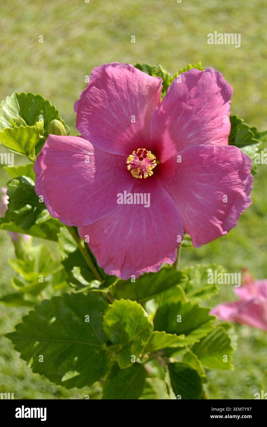 Maui .Hawaii islands ,USA Hibiscus flowers in various colours 11 ...