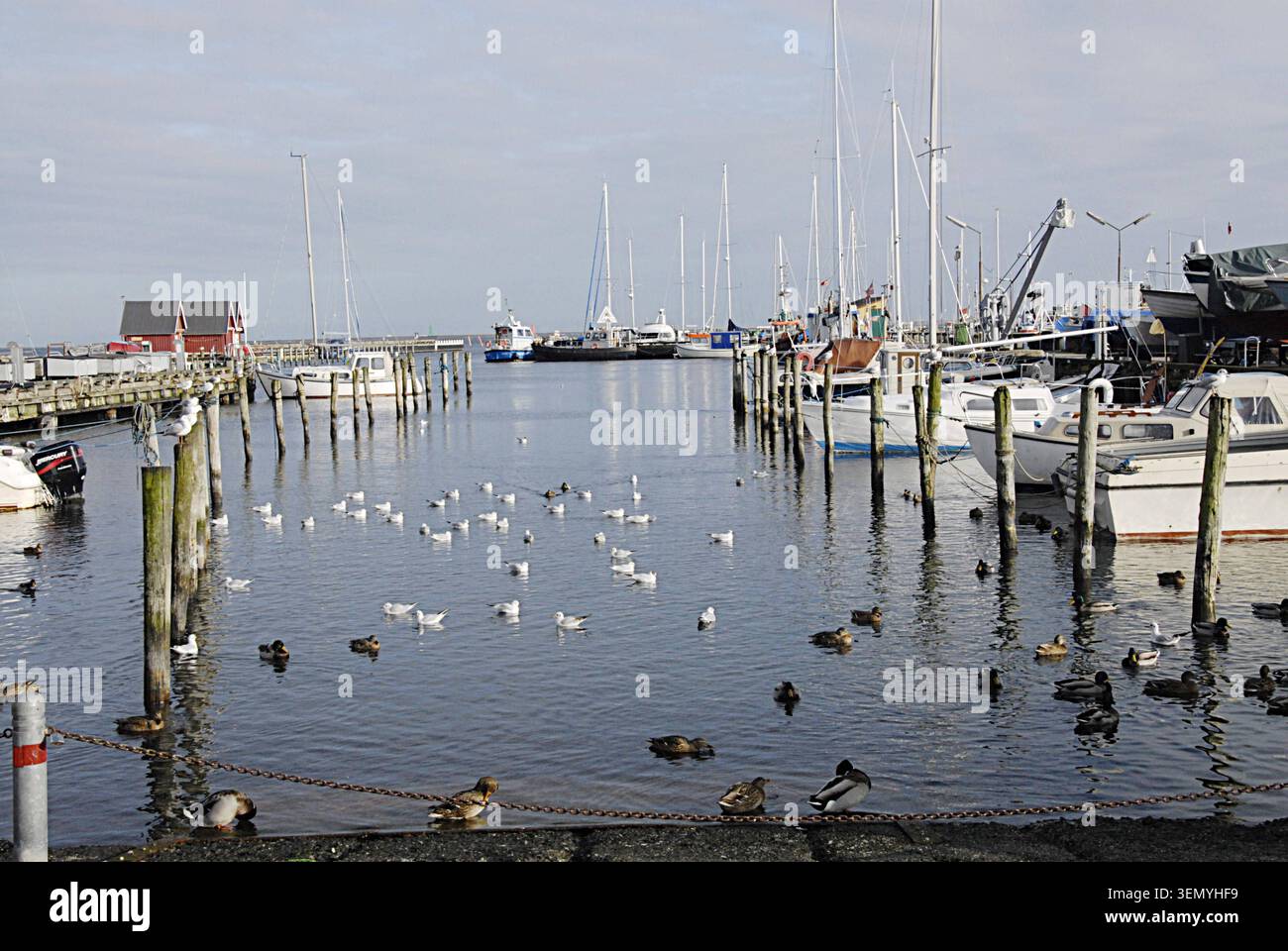 DRAGOR/COPENHAGEN /DENMARK- 09 February 2014 -Dragordragørsmall fishery ...