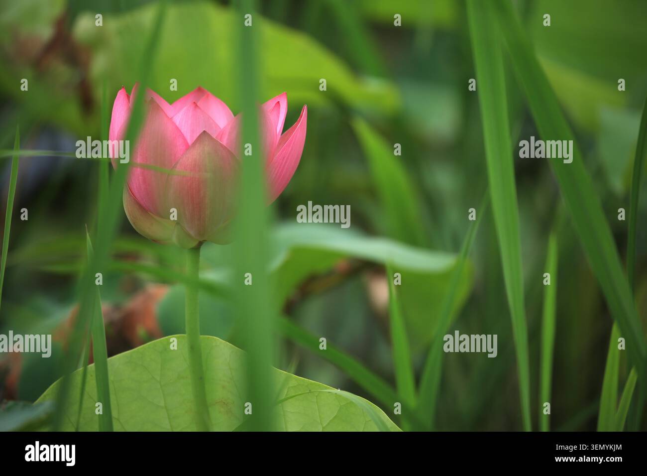 Lotus buds bloom in Nantong Botanical Garden, the largest lotus pond in ...