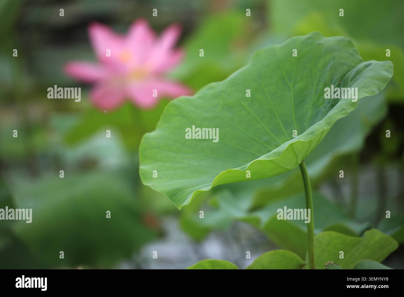 Lotus buds bloom in Nantong Botanical Garden, the largest lotus pond in ...