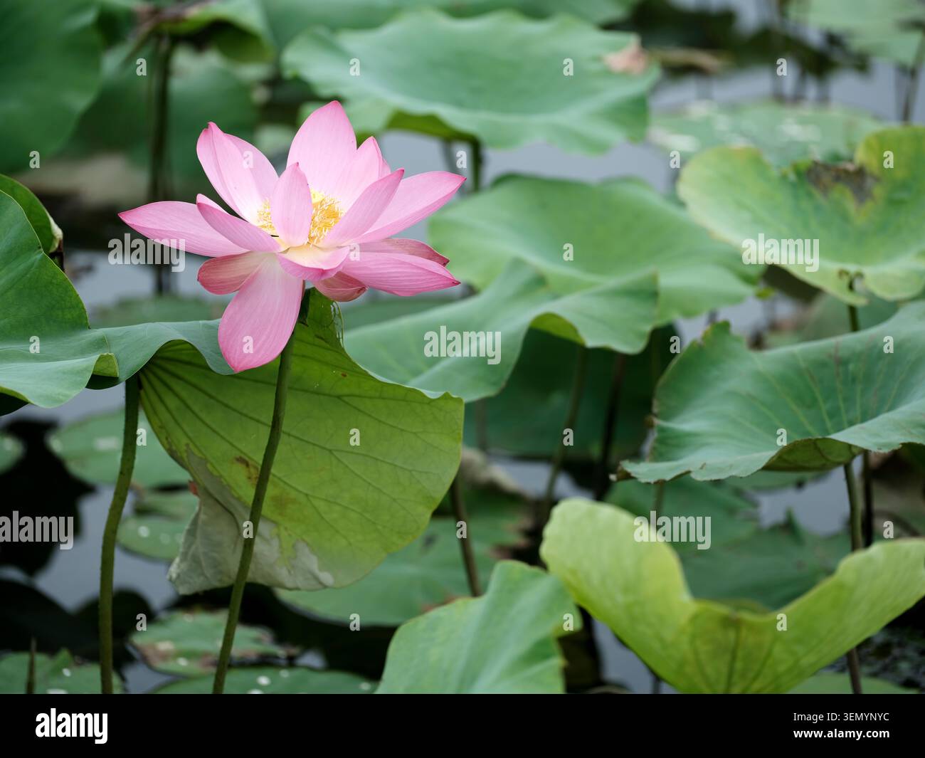Lotus buds bloom in Nantong Botanical Garden, the largest lotus pond in ...