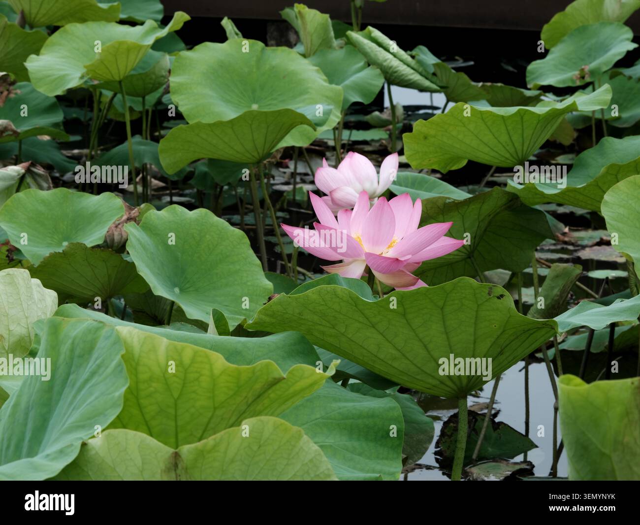 Lotus buds bloom in Nantong Botanical Garden, the largest lotus pond in ...