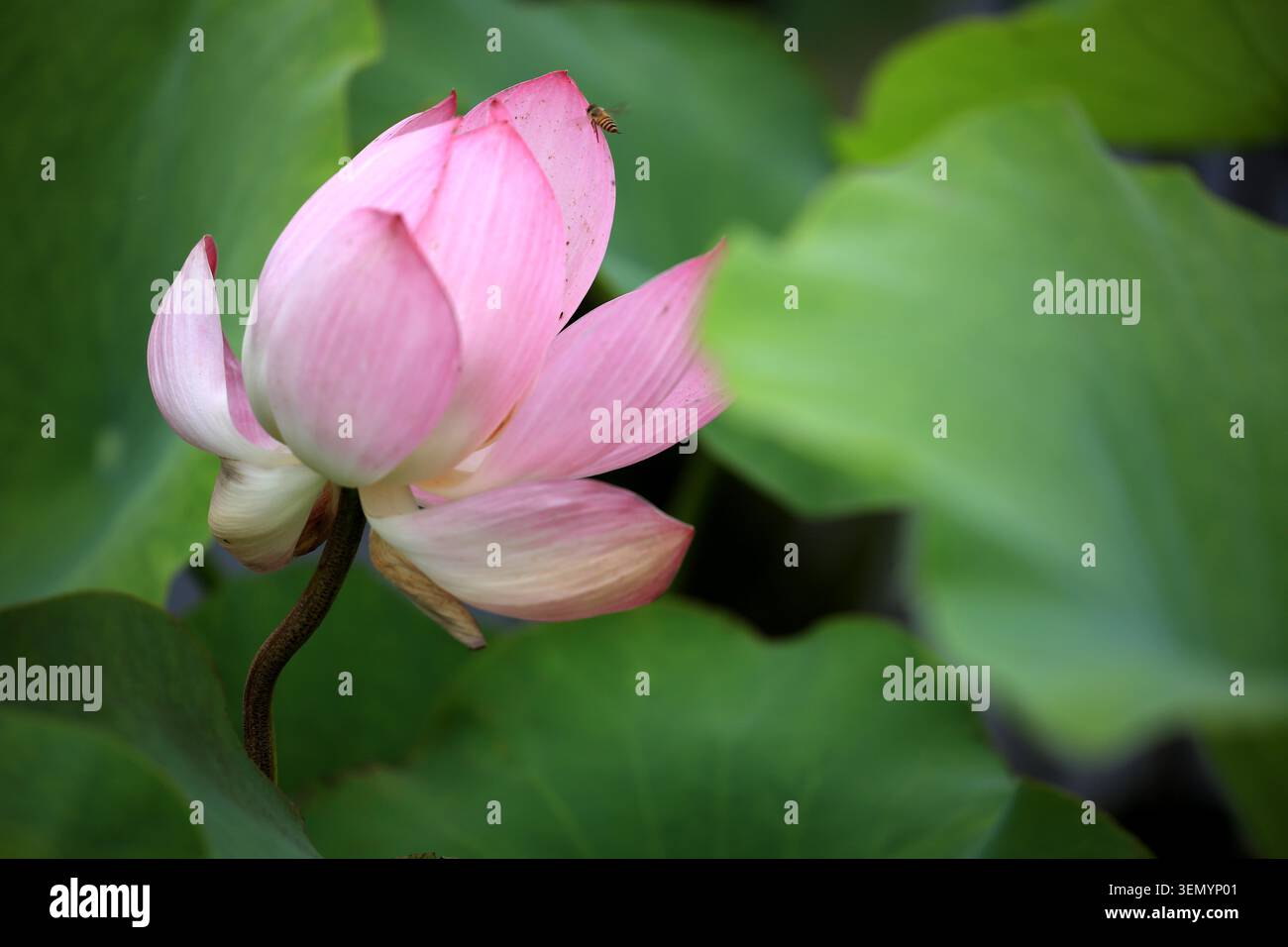 Lotus buds bloom in Nantong Botanical Garden, the largest lotus pond in ...