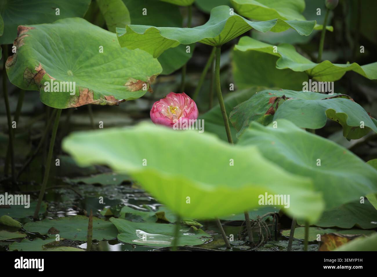 Lotus buds bloom in Nantong Botanical Garden, the largest lotus pond in ...