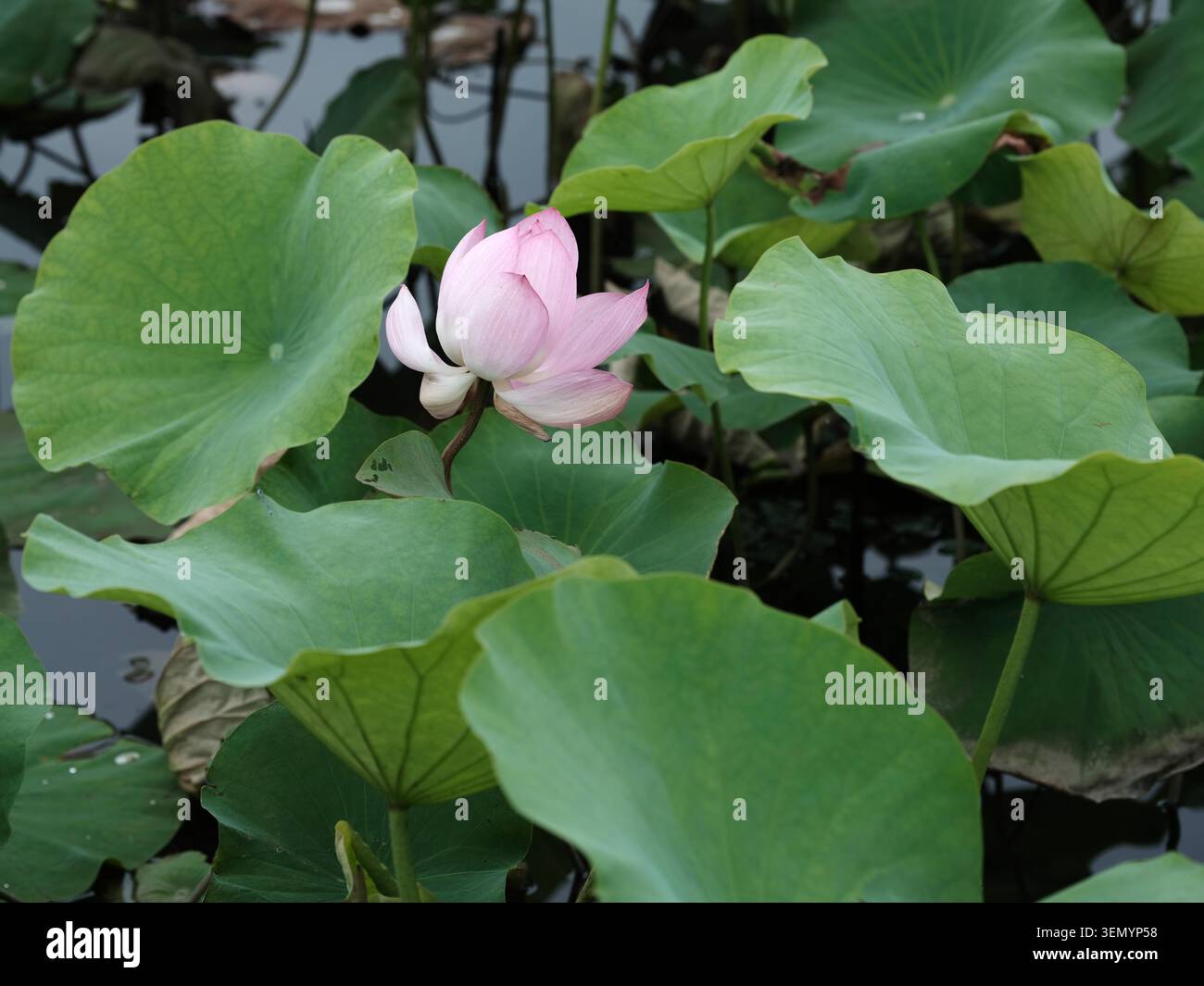 Lotus buds bloom in Nantong Botanical Garden, the largest lotus pond in ...