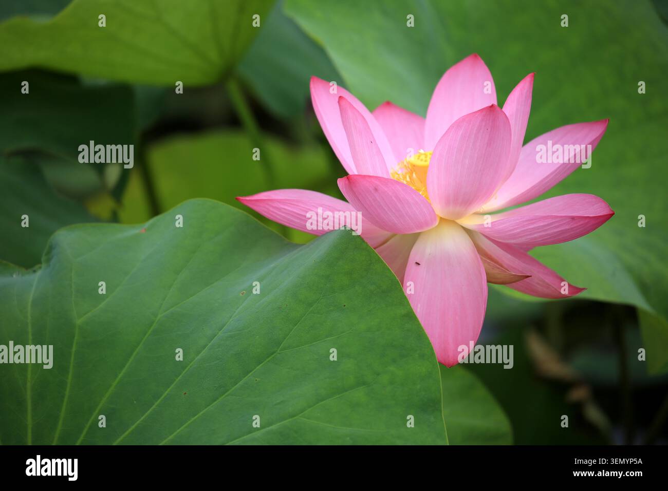 Lotus buds bloom in Nantong Botanical Garden, the largest lotus pond in ...