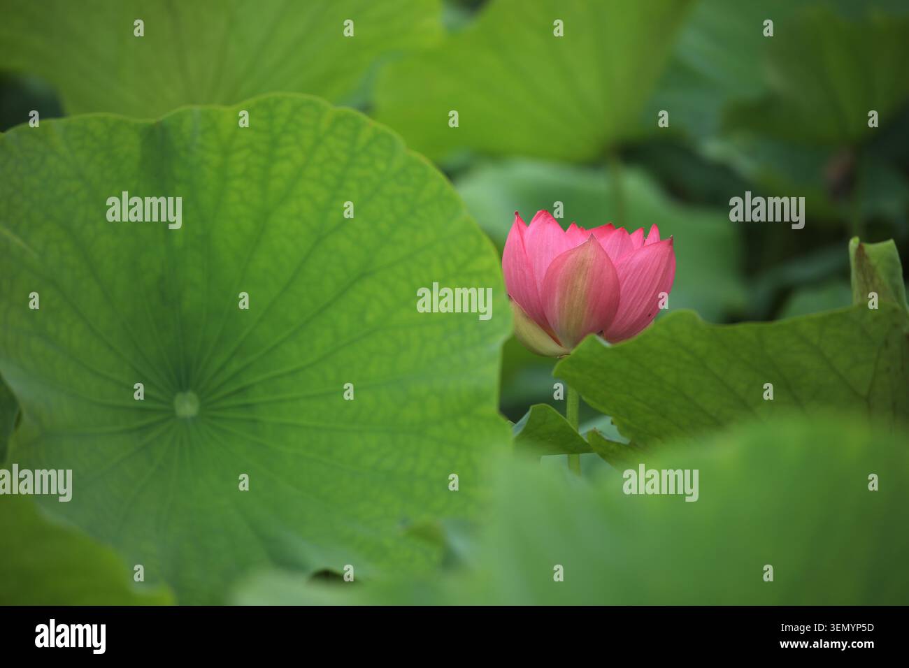 Lotus buds bloom in Nantong Botanical Garden, the largest lotus pond in ...
