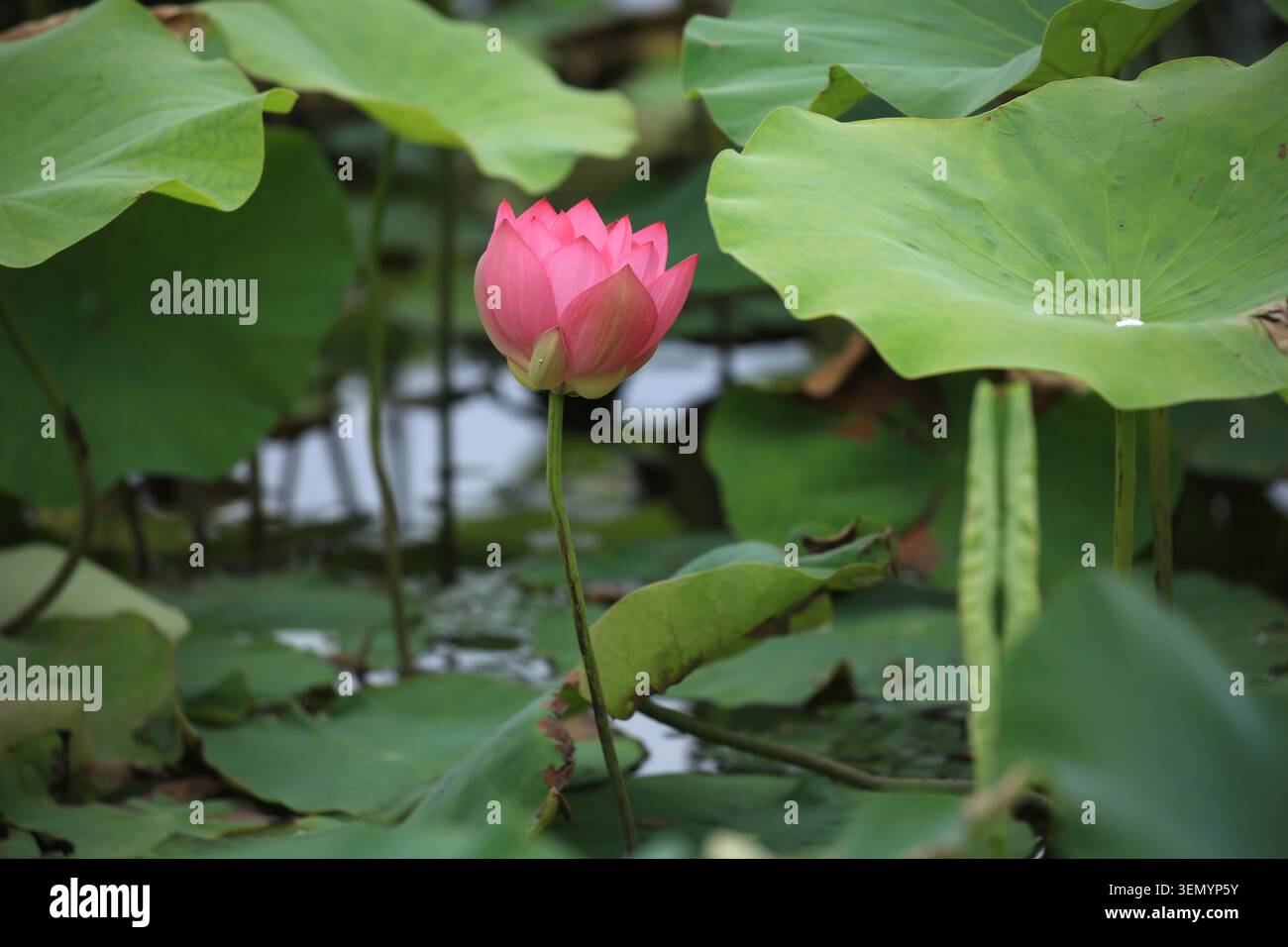 Lotus buds bloom in Nantong Botanical Garden, the largest lotus pond in ...