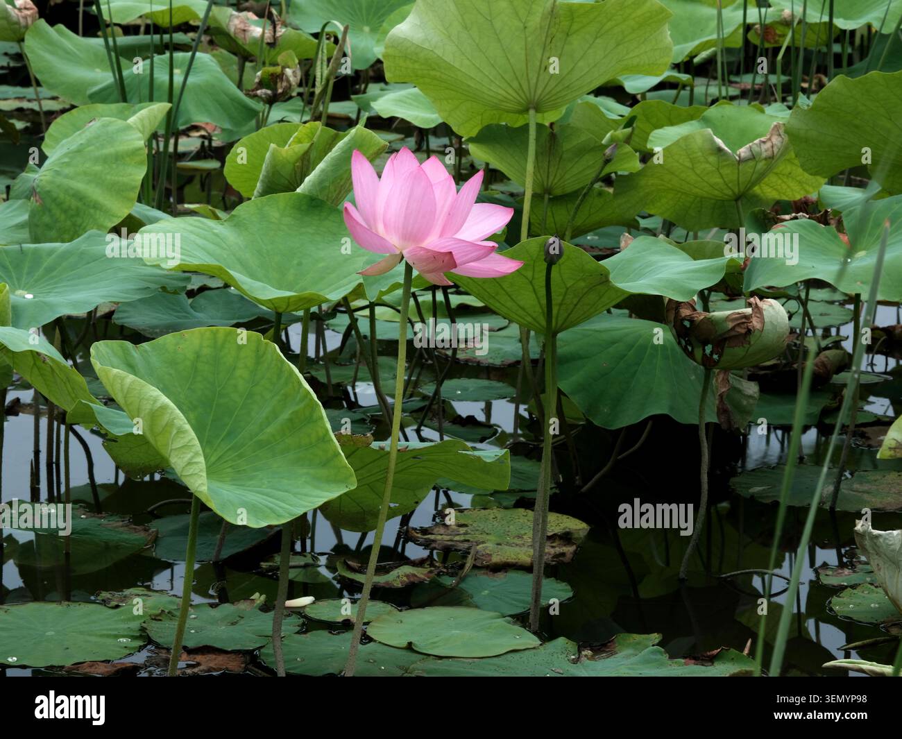 Lotus buds bloom in Nantong Botanical Garden, the largest lotus pond in ...