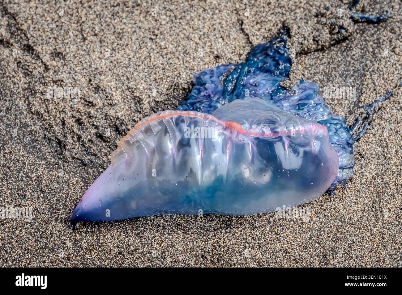 venomous sea animal on beach,venomous sea animal,Portuguese Man o War ...