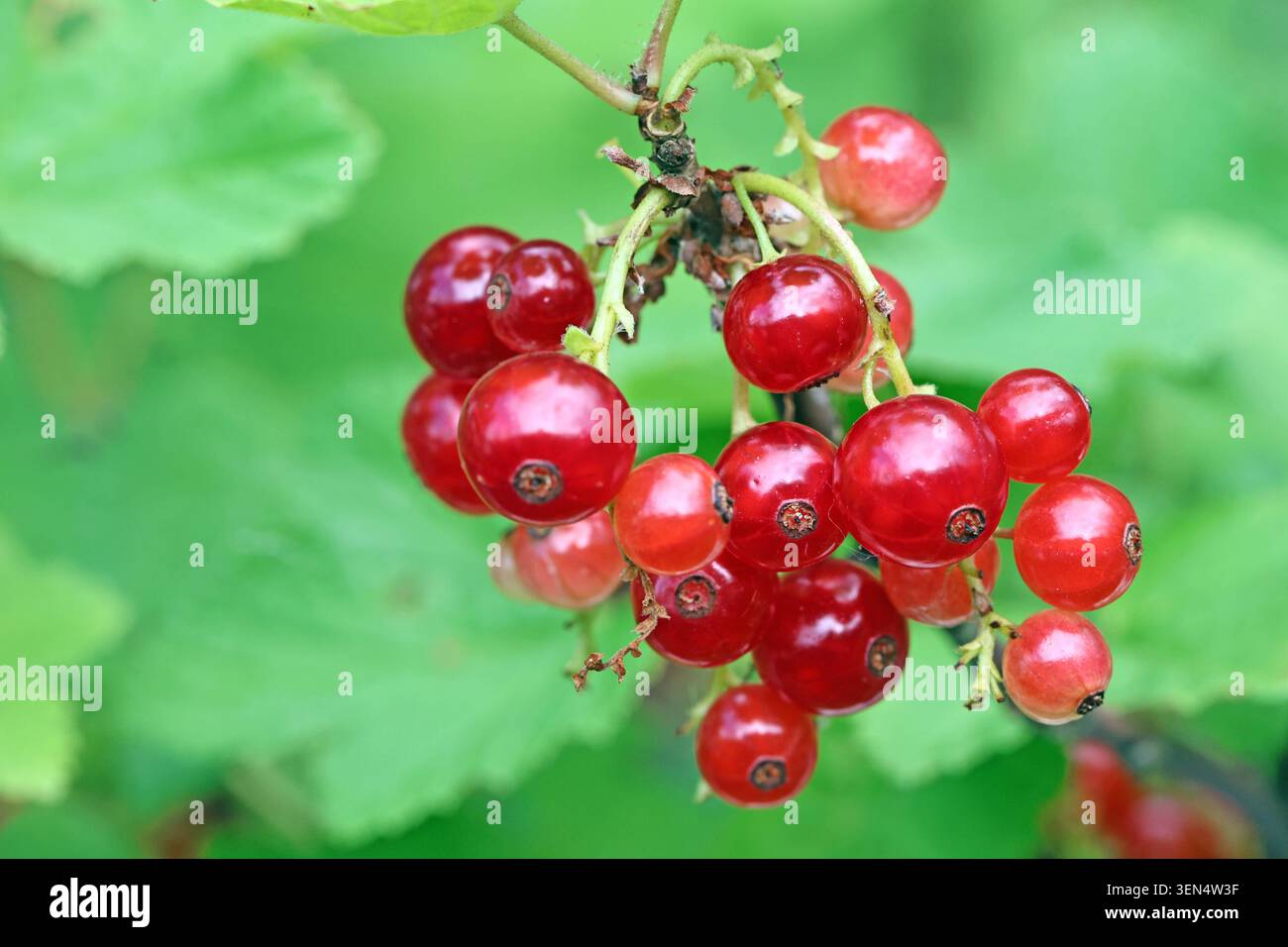 Beerenpflanzen im Sommer Rote Johannisbeeren zur Sommerzeit *** Berry ...