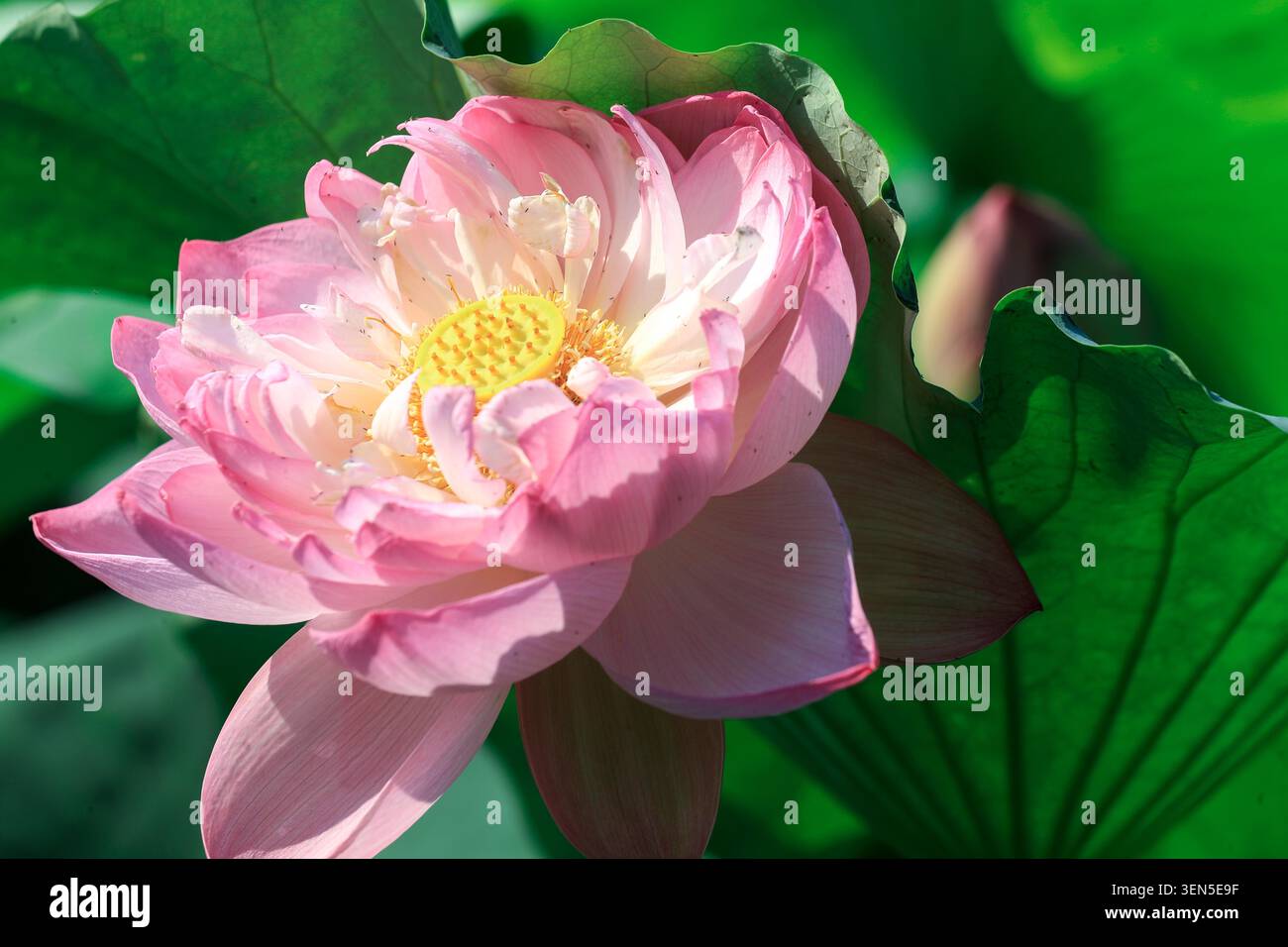 Lotuses bloom in Slender West Lake, marking the first blossoms of ...