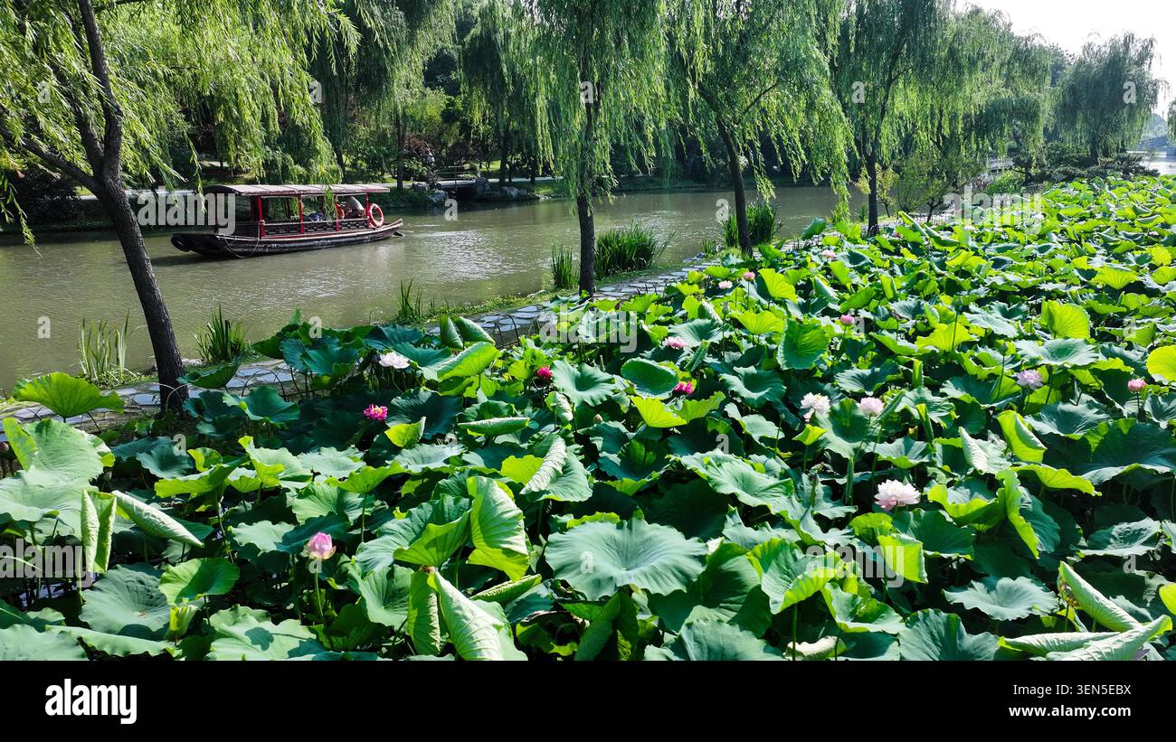 Lotuses bloom in Slender West Lake, marking the first blossoms of ...