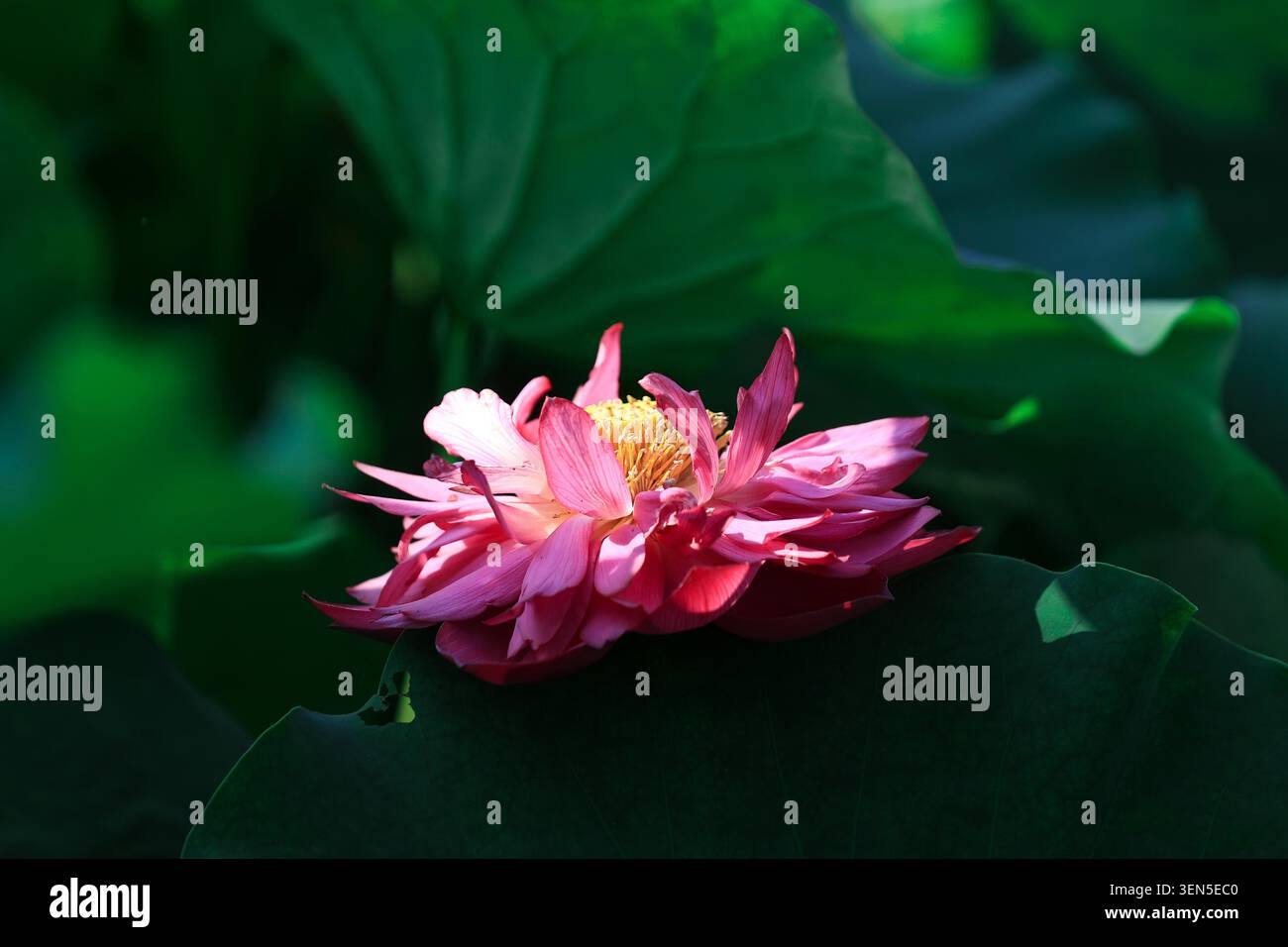 Lotuses bloom in Slender West Lake, marking the first blossoms of ...