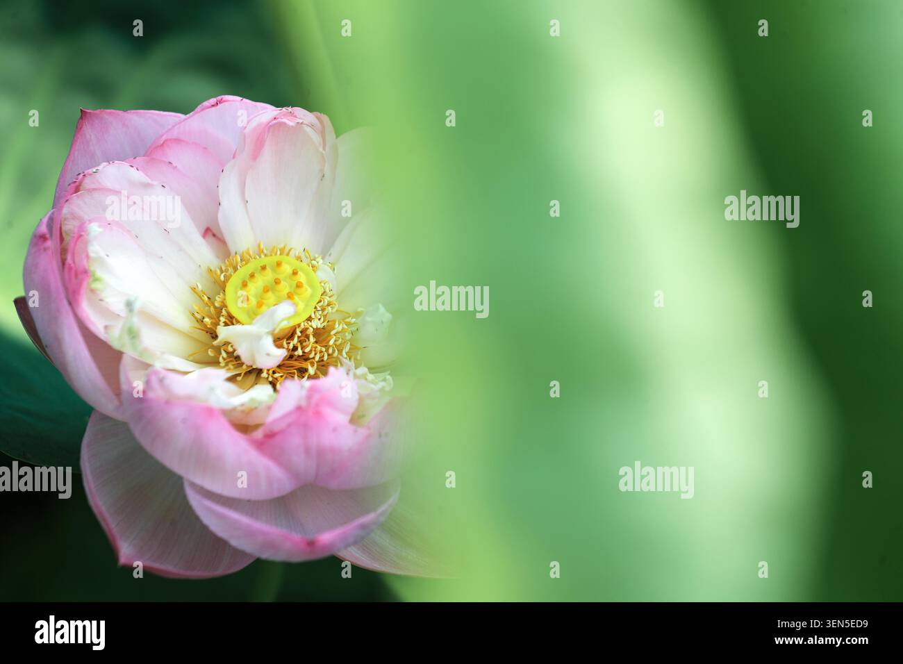 Lotuses bloom in Slender West Lake, marking the first blossoms of ...