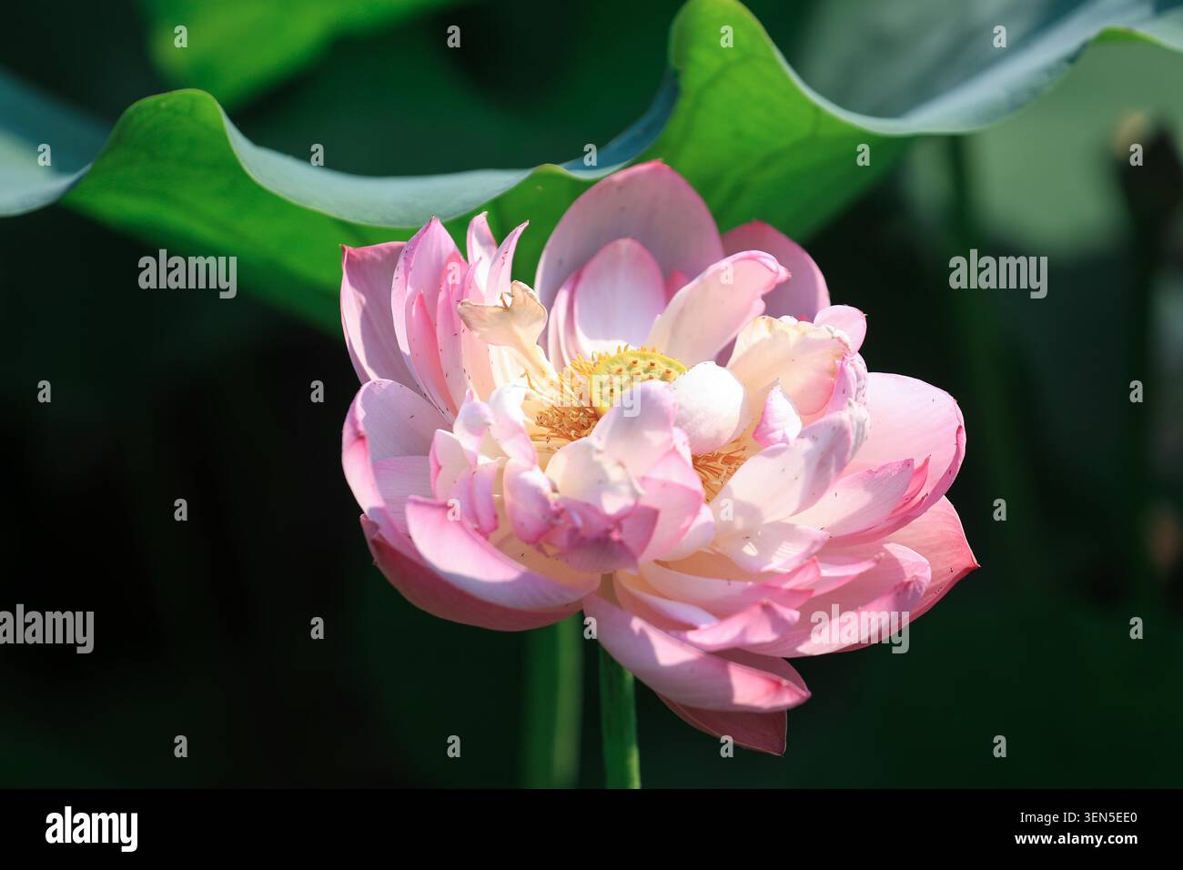 Lotuses bloom in Slender West Lake, marking the first blossoms of ...