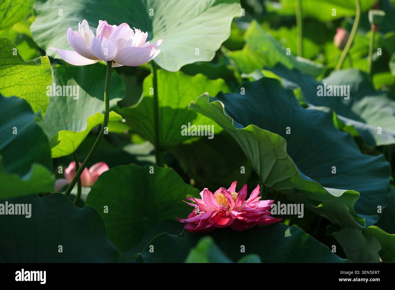 Lotuses bloom in Slender West Lake, marking the first blossoms of ...
