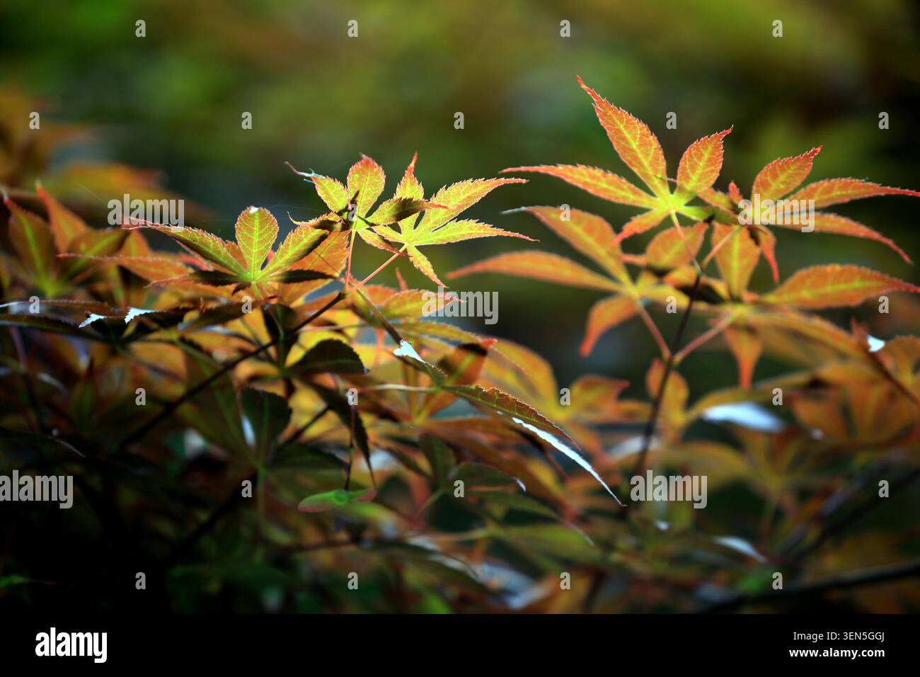 Maple leaves turn orange and red along the ancient Huaihe River in Huai ...